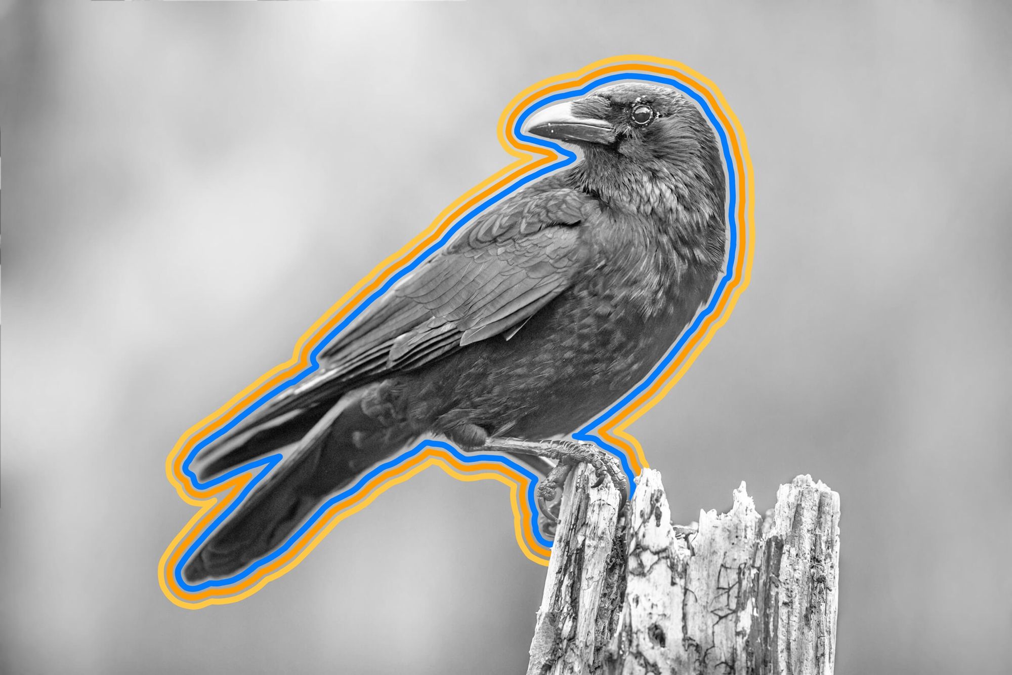 8 Captivating Facts About Crows - Interesting Facts