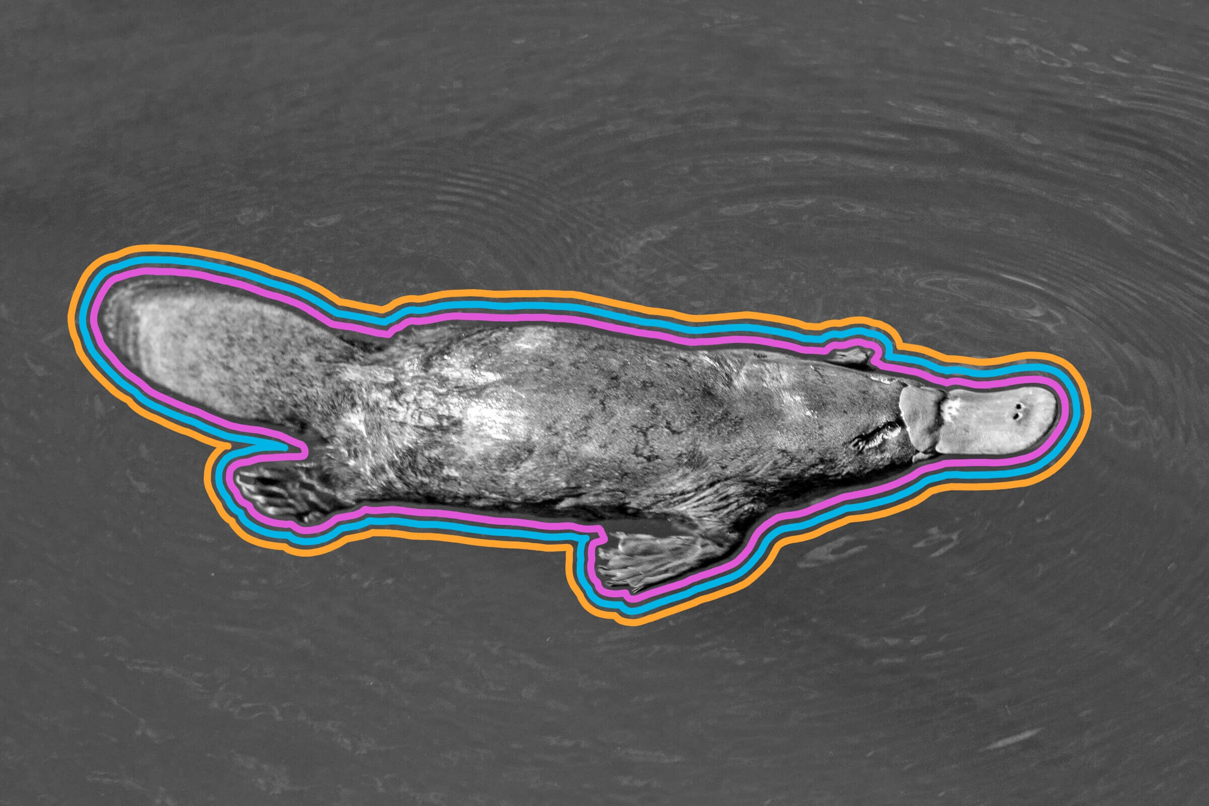 7 Interesting Facts About Platypuses - Interesting Facts