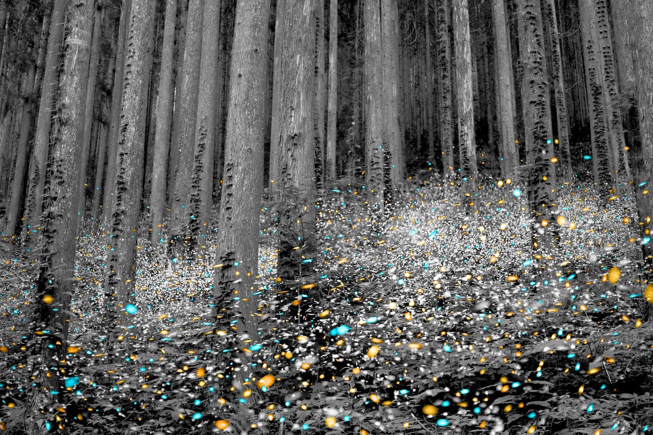 7 Illuminating Facts About Fireflies - Interesting Facts