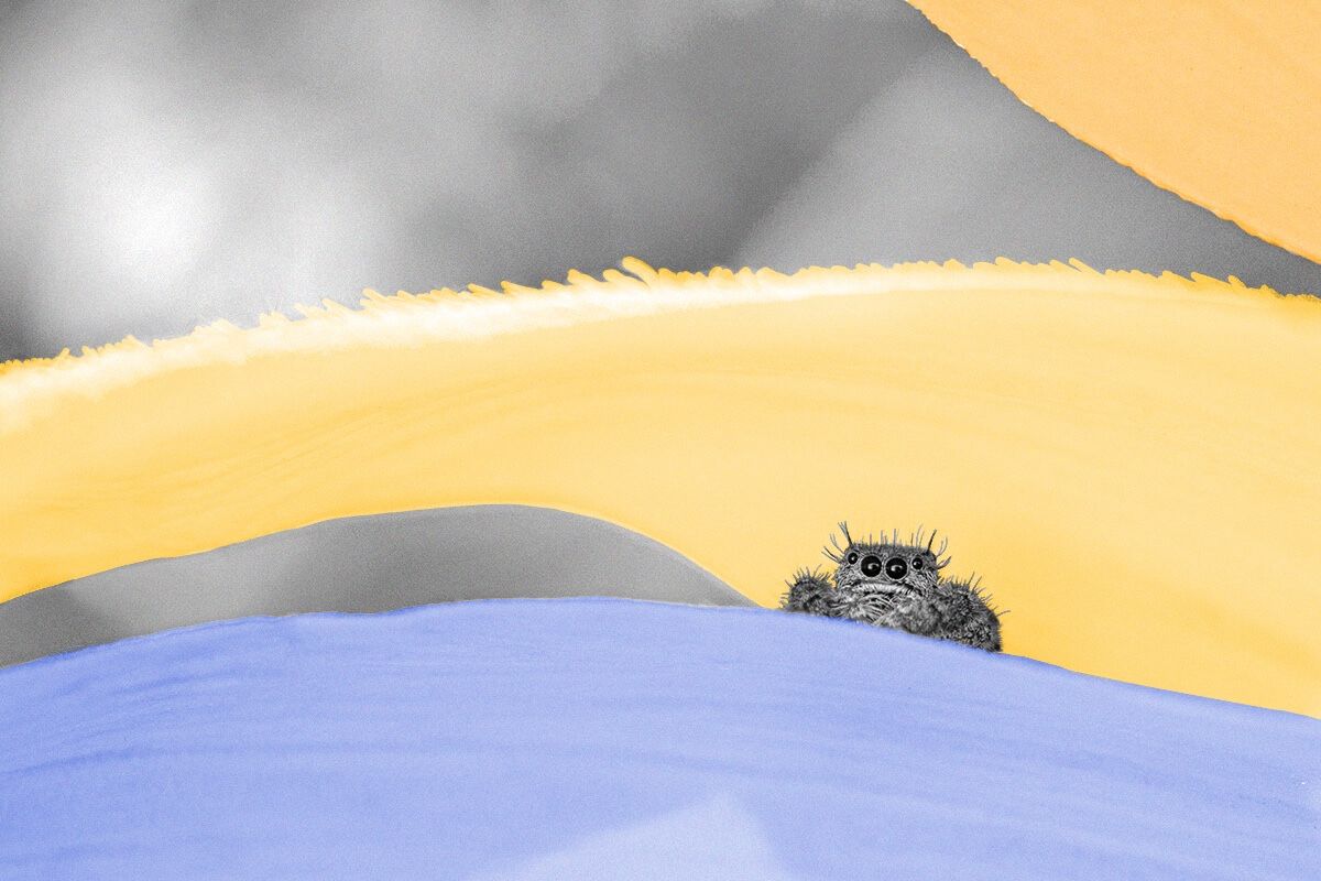 5 Fascinating Facts (and Myths) About Spiders - Interesting Facts