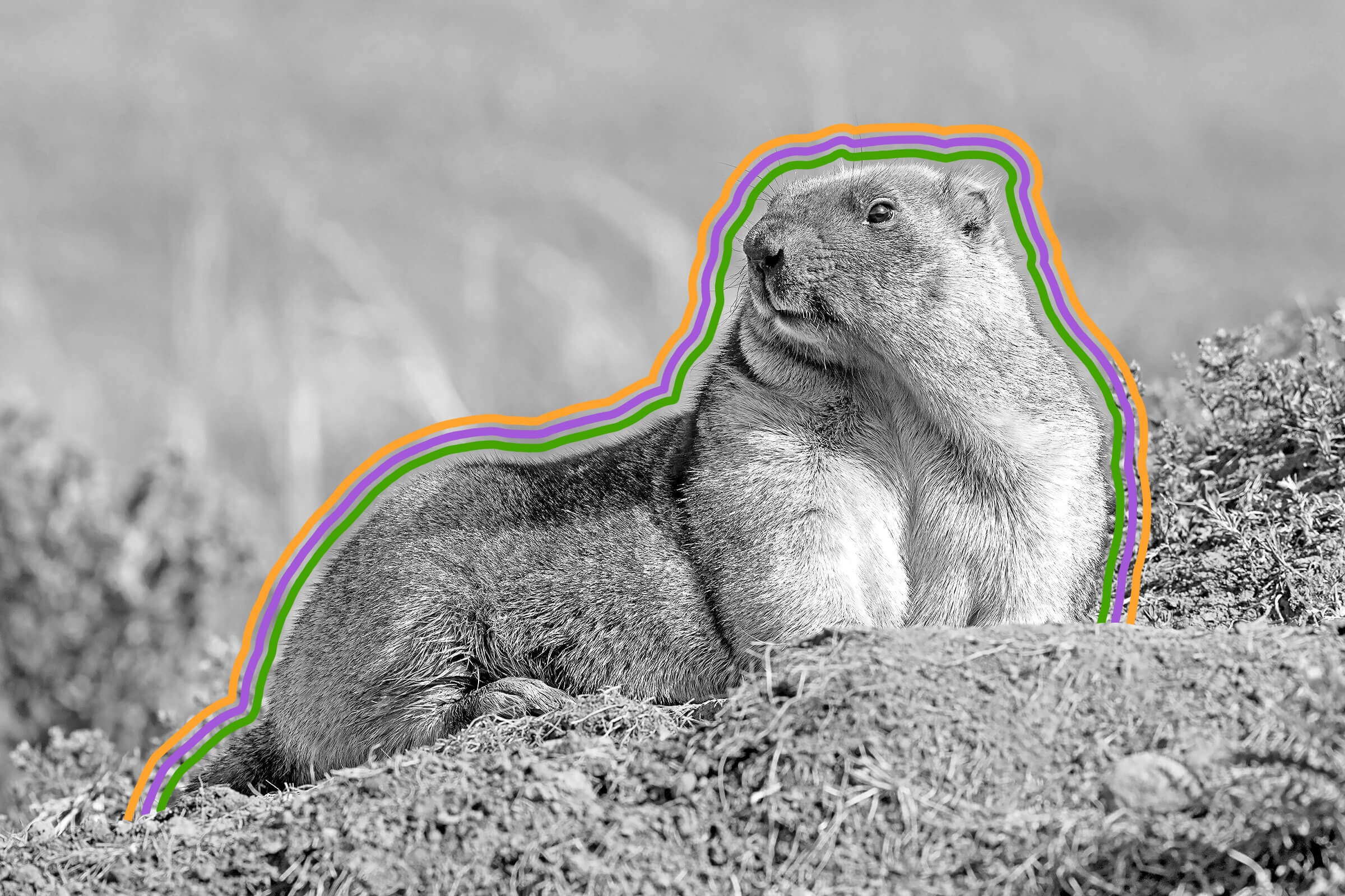 6 Facts About Groundhog Day That Bear Repeating - Interesting Facts