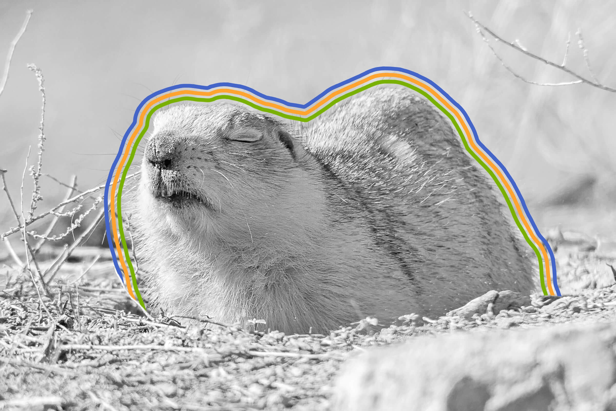 7 Facts About Hibernation - Interesting Facts