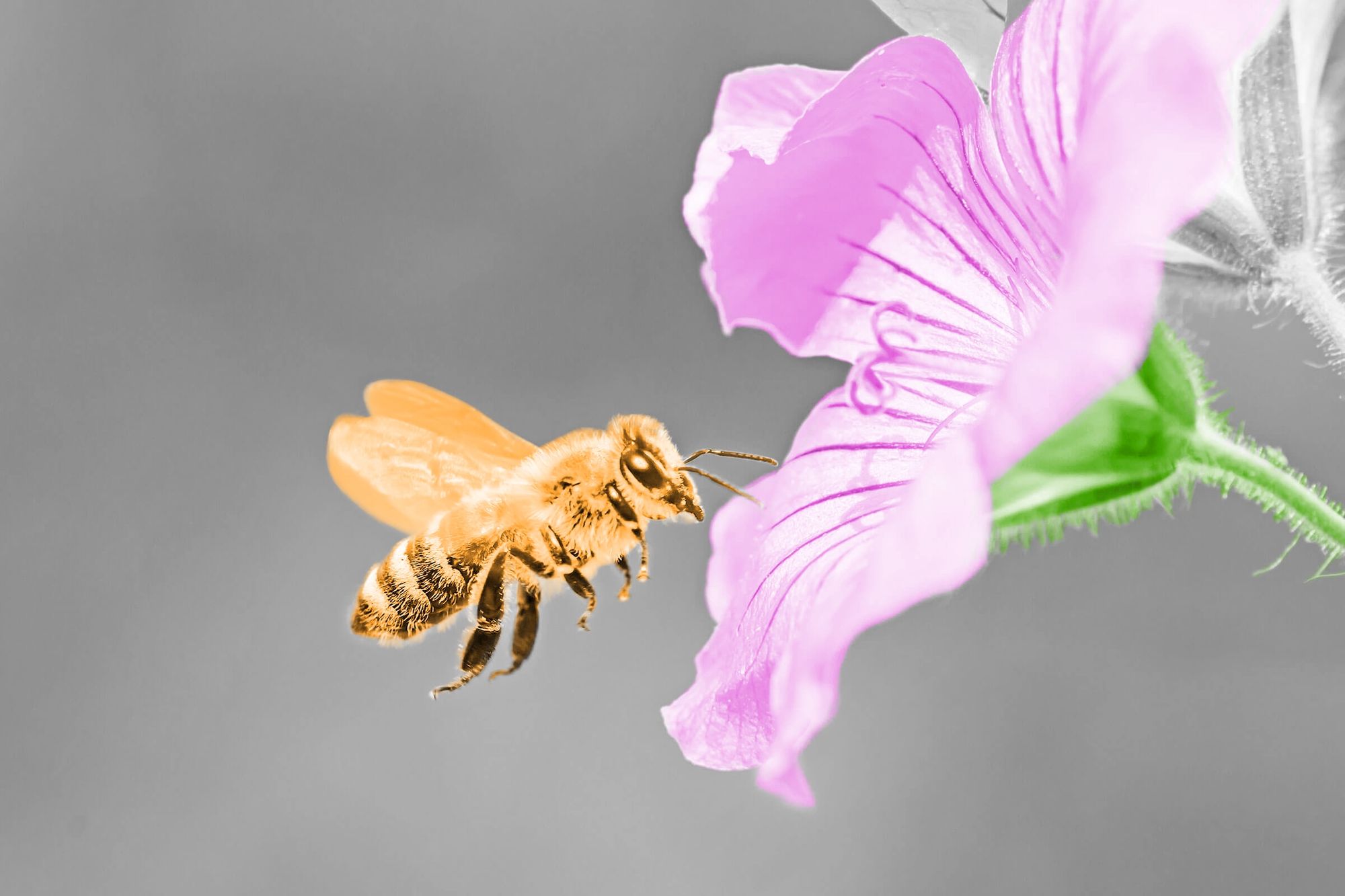 7 Amazing Facts About Animal Feats - Interesting Facts