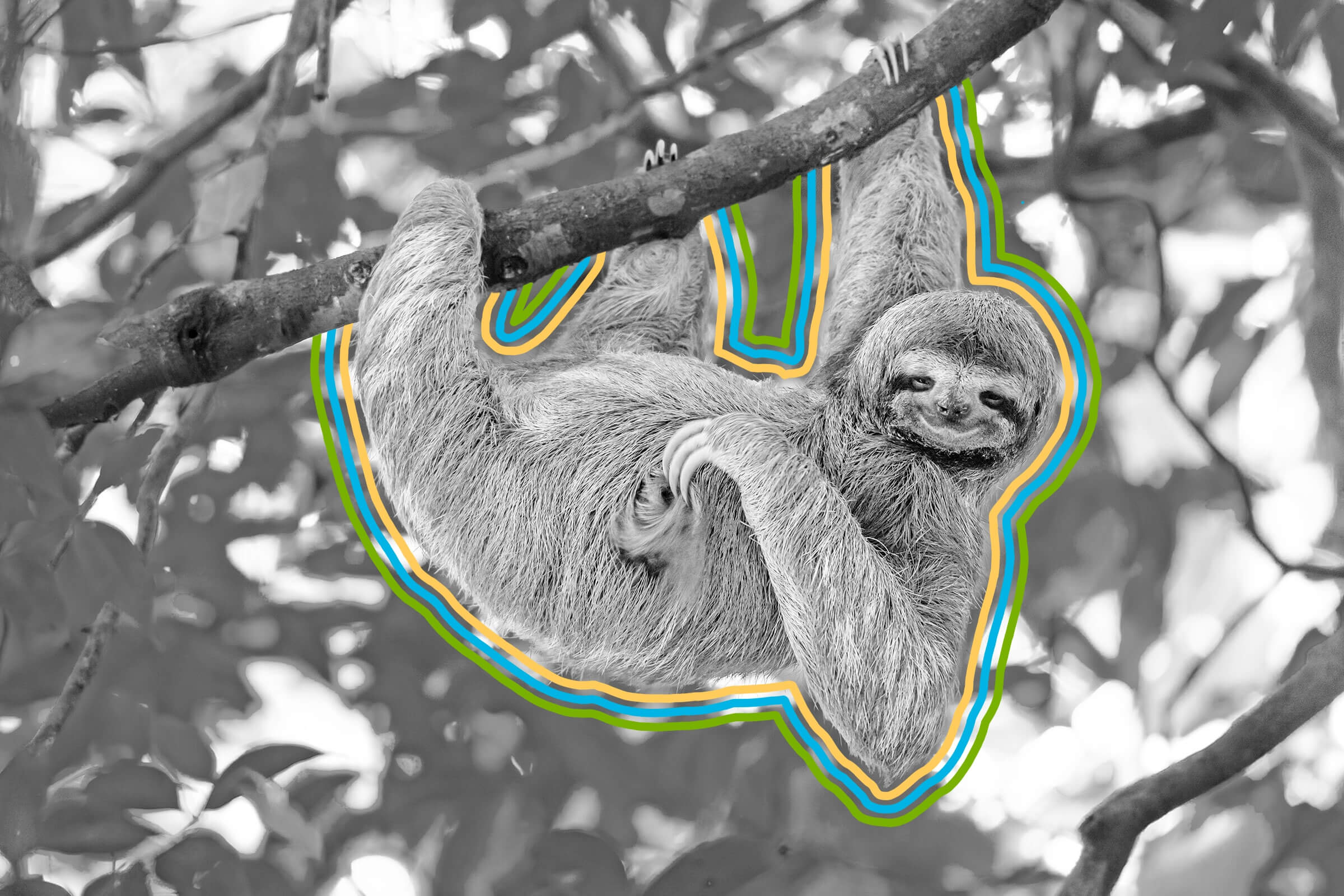 6 Fun Facts About Sloths - Interesting Facts