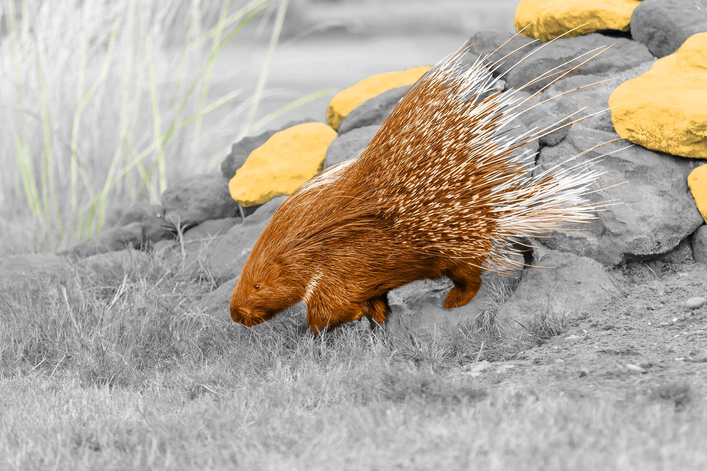 9 Prickly Facts About Porcupines - Interesting Facts