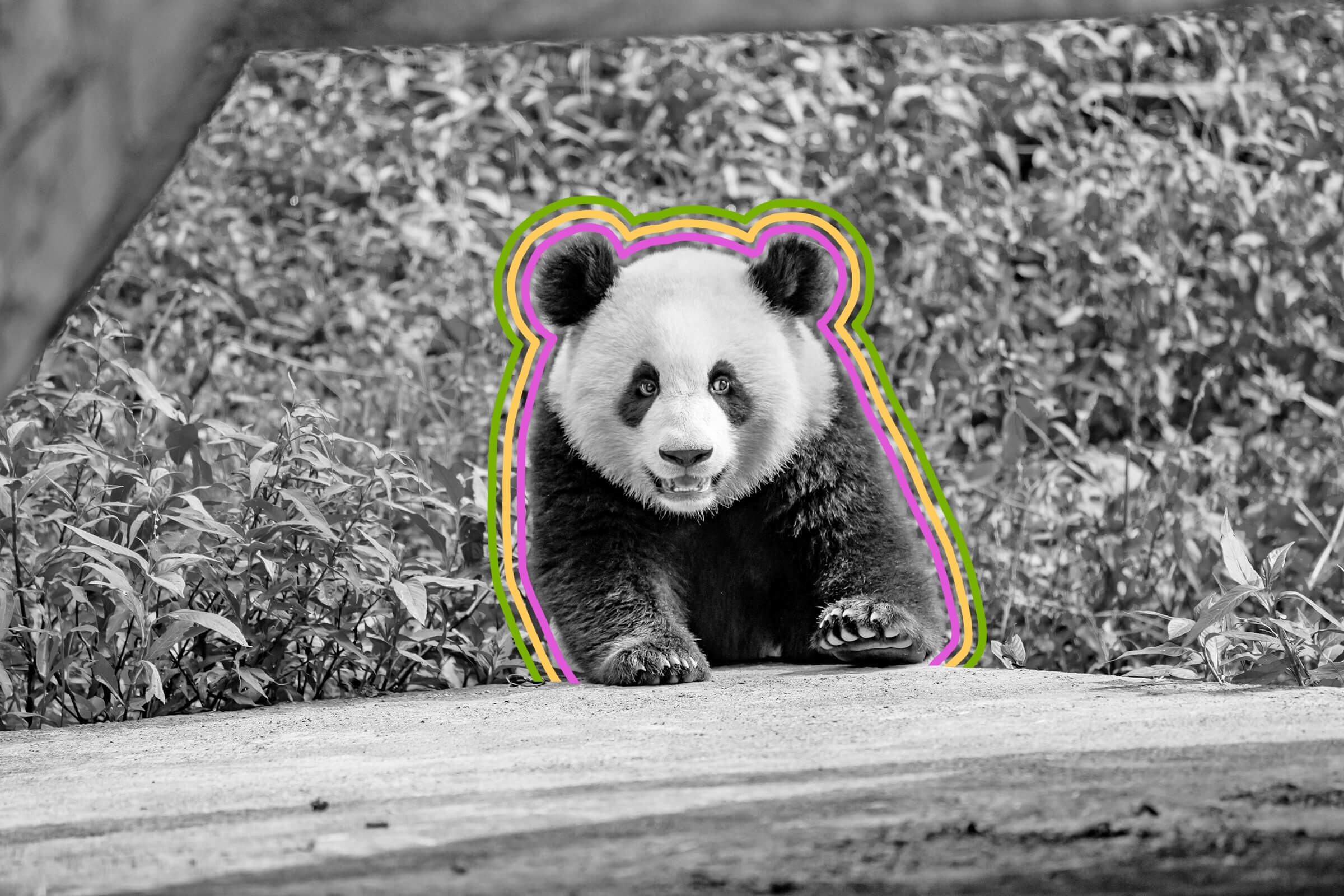 9 Cuddly Facts About Giant Pandas - Interesting Facts