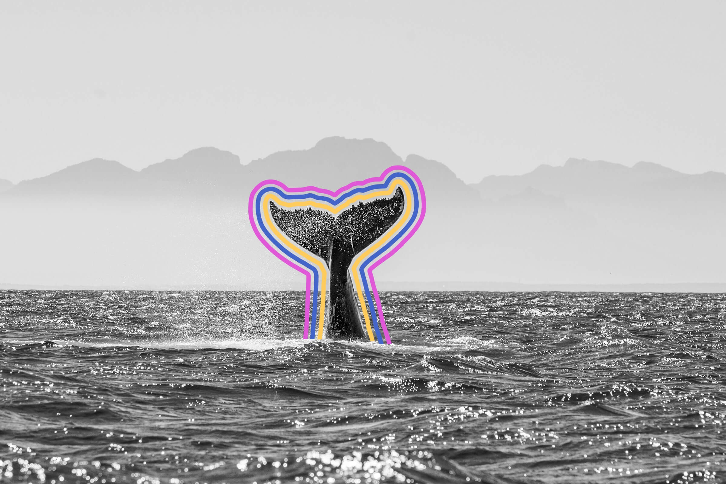 9 Splashy Facts About Whales - Interesting Facts