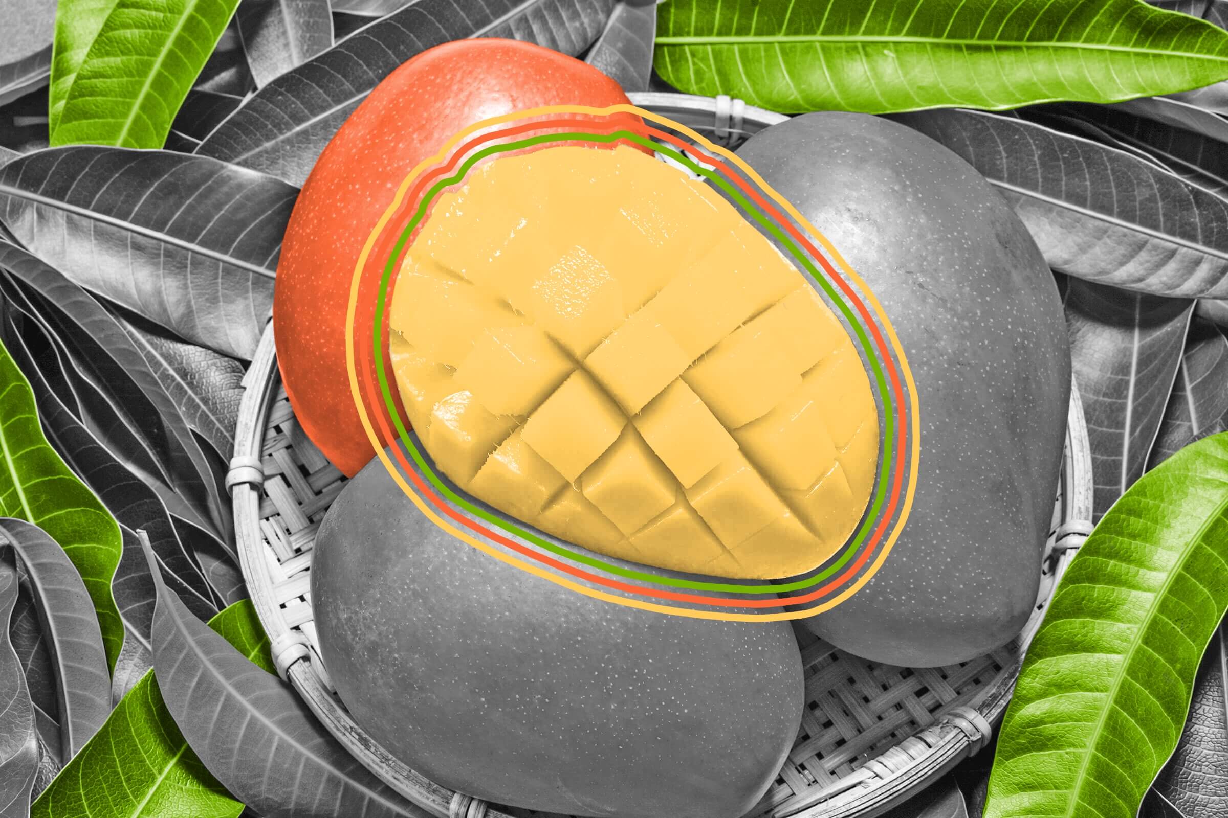 Mango skin contains the same irritant as poison ivy. - Interesting Facts