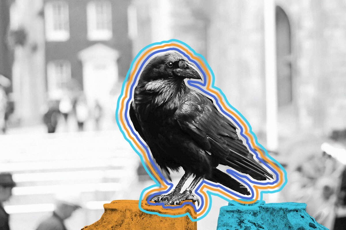 Ravens can remember human faces. - Interesting Facts