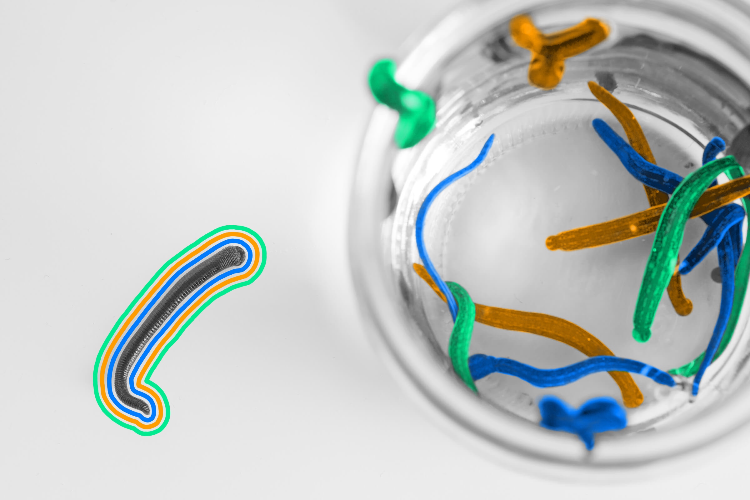 Leeches have 32 brains. - Interesting Facts