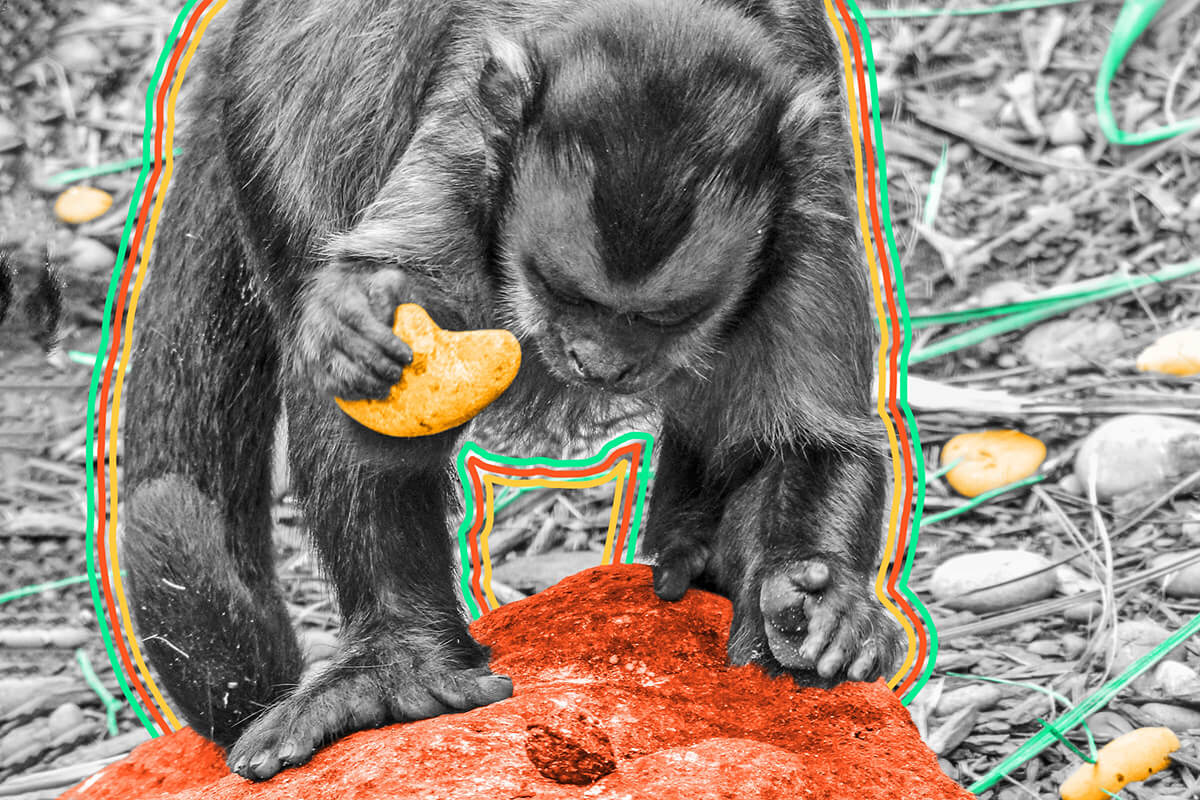Monkeys have been using stone tools for thousands of years ...