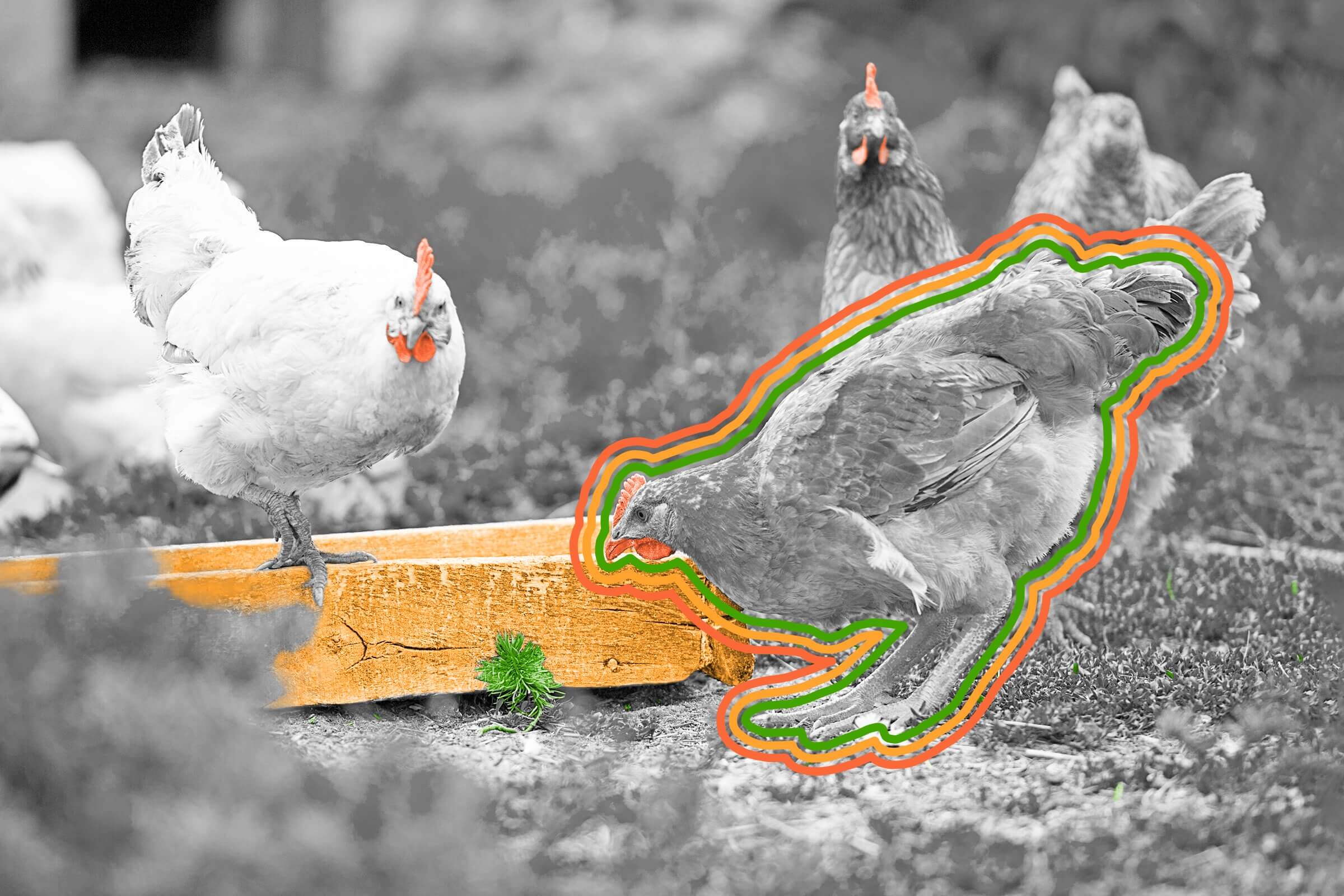 Chickens might be among the closest living relatives of the ...