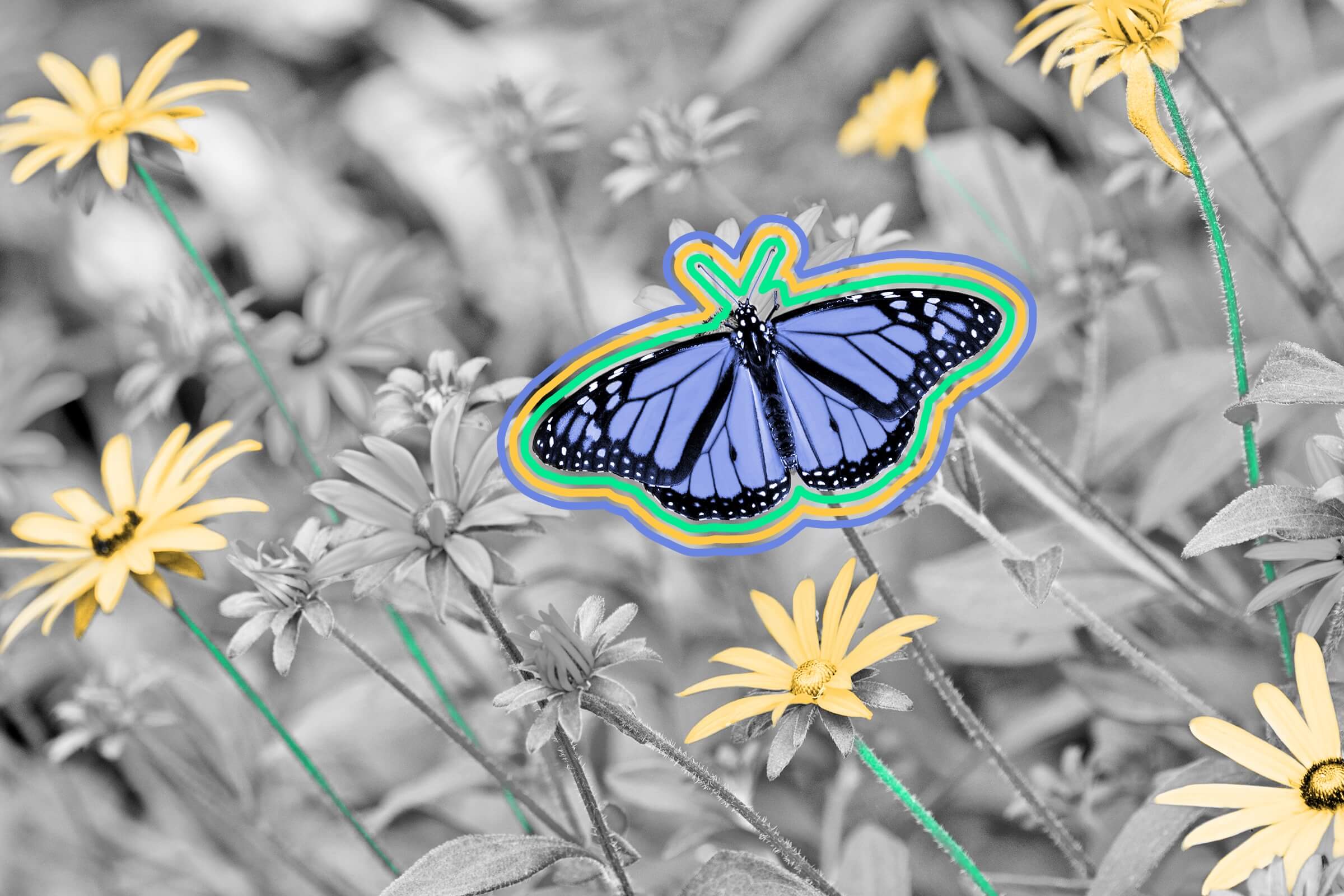 Butterflies taste through their feet. - Interesting Facts