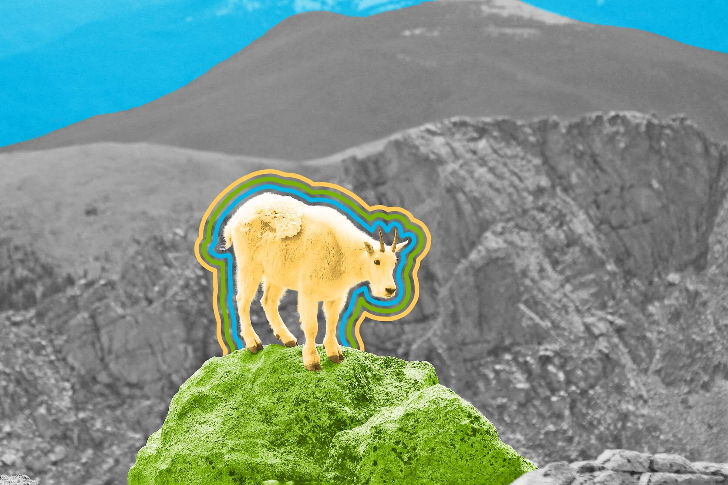 Mountain goats aren't actually goats. - Interesting Facts
