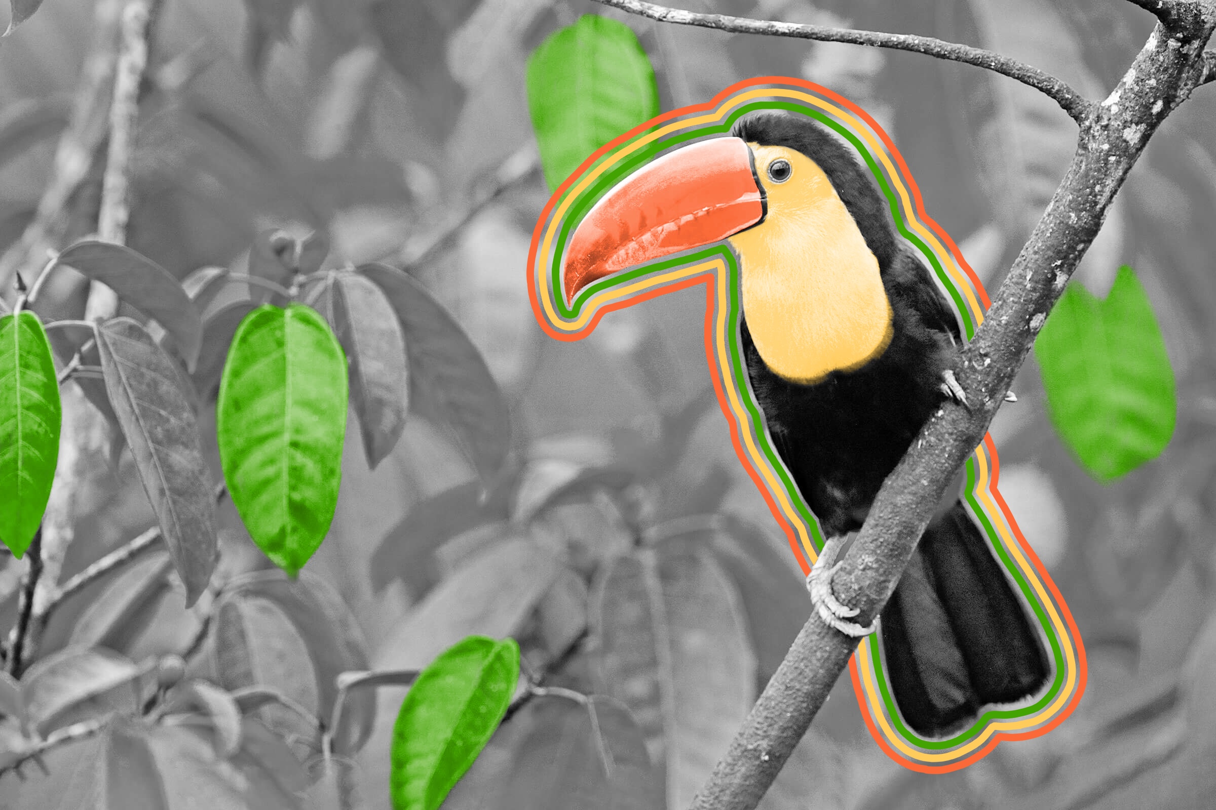 Colombia has more bird species than any other country. - Interesting Facts
