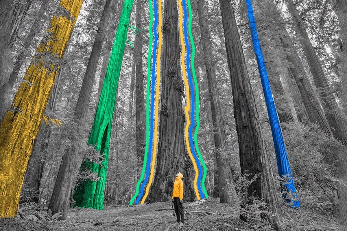 Coast redwood trees are the tallest beings in the world. - Interesting ...