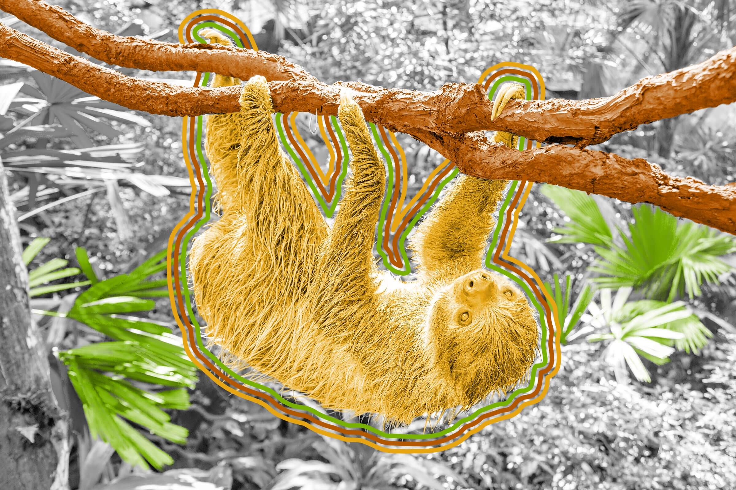 Sloths can hold their breath longer than dolphins can. - Interesting Facts