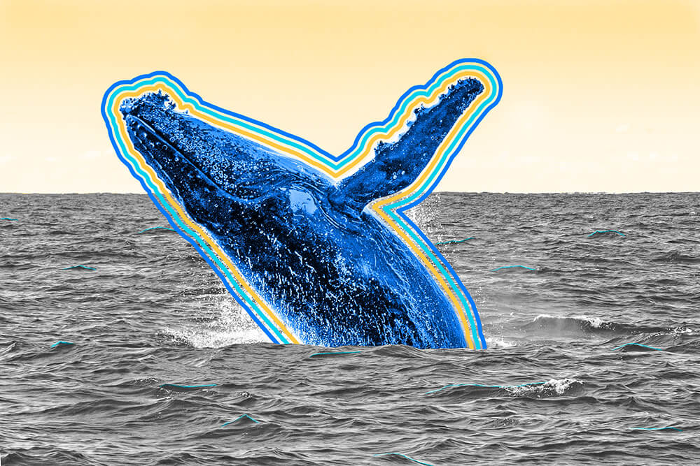 Scientists can figure out how old whales are by looking at their earwax ...