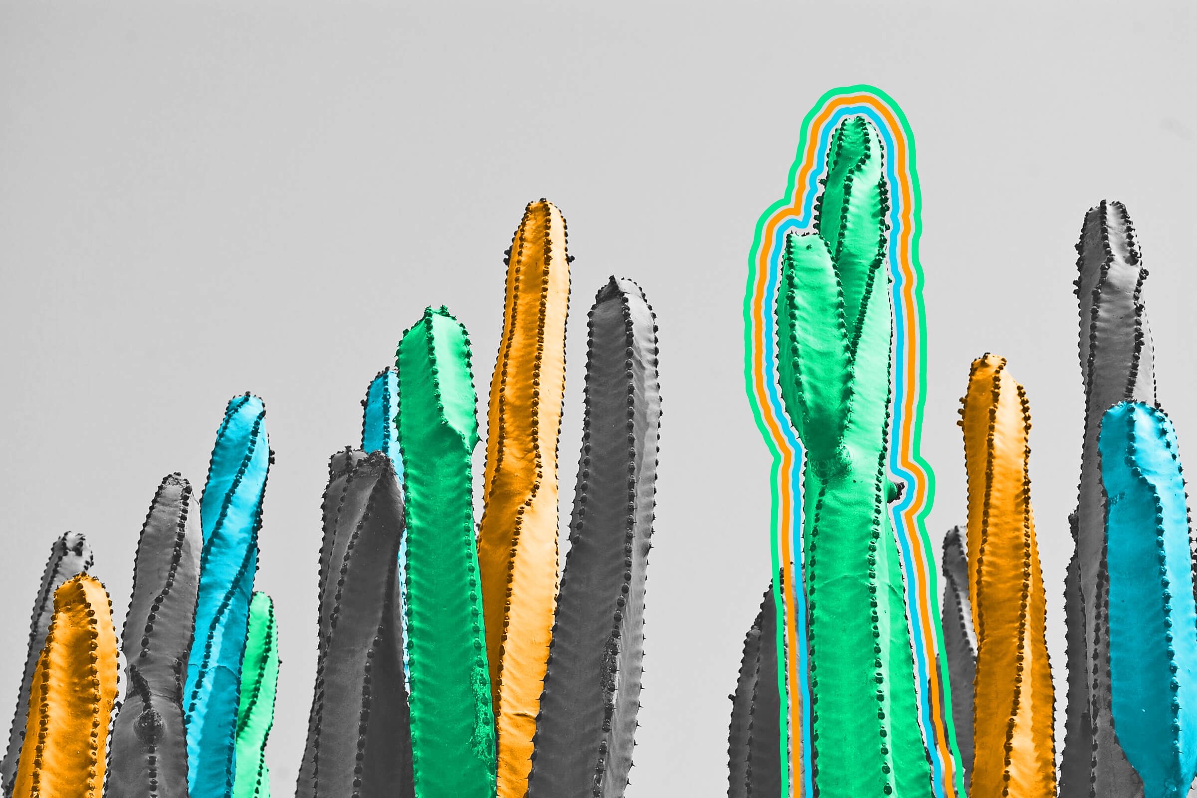 There's only one species of cactus found wild outside the Americas ...