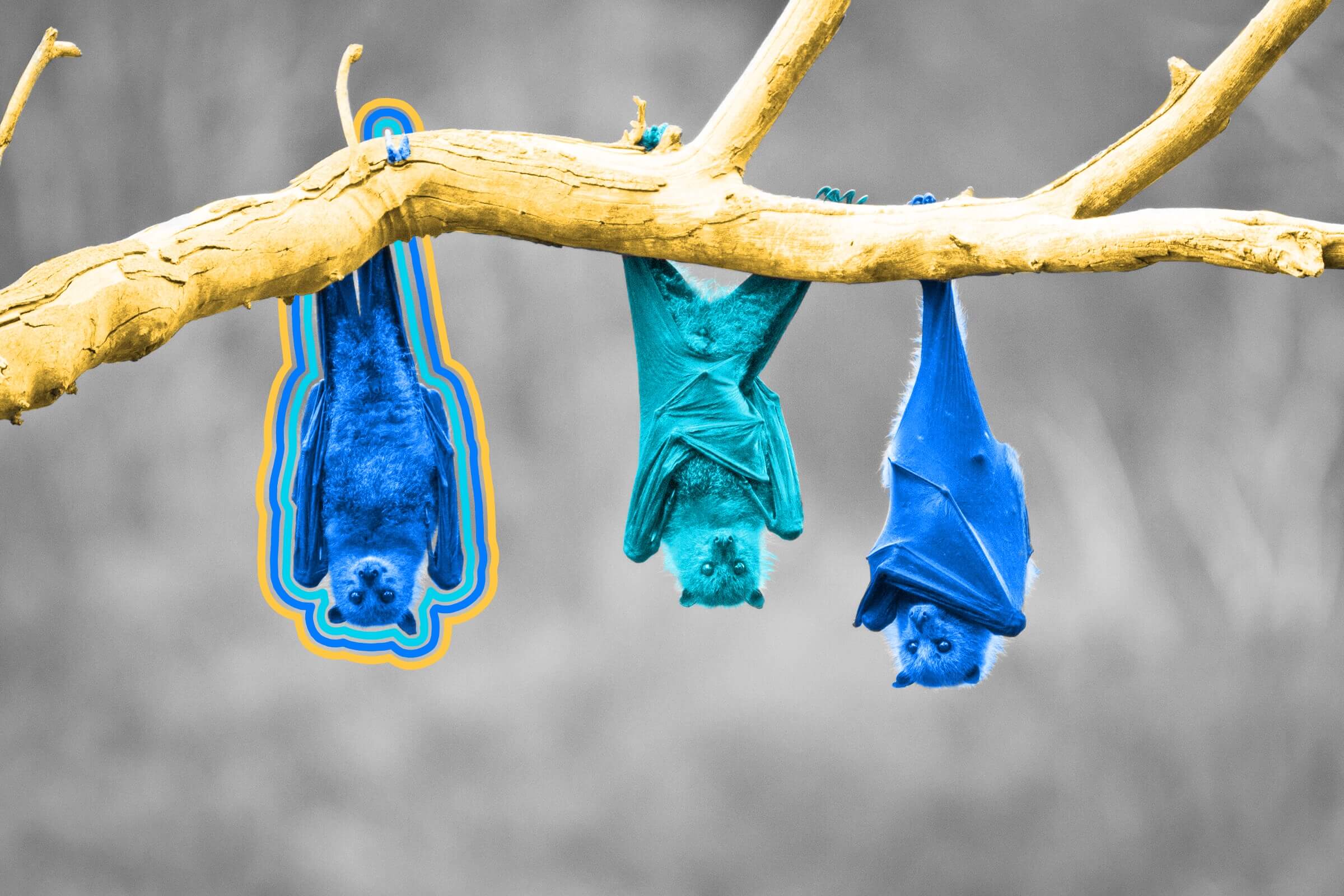 Bat species make up 21% of all mammals. - Interesting Facts