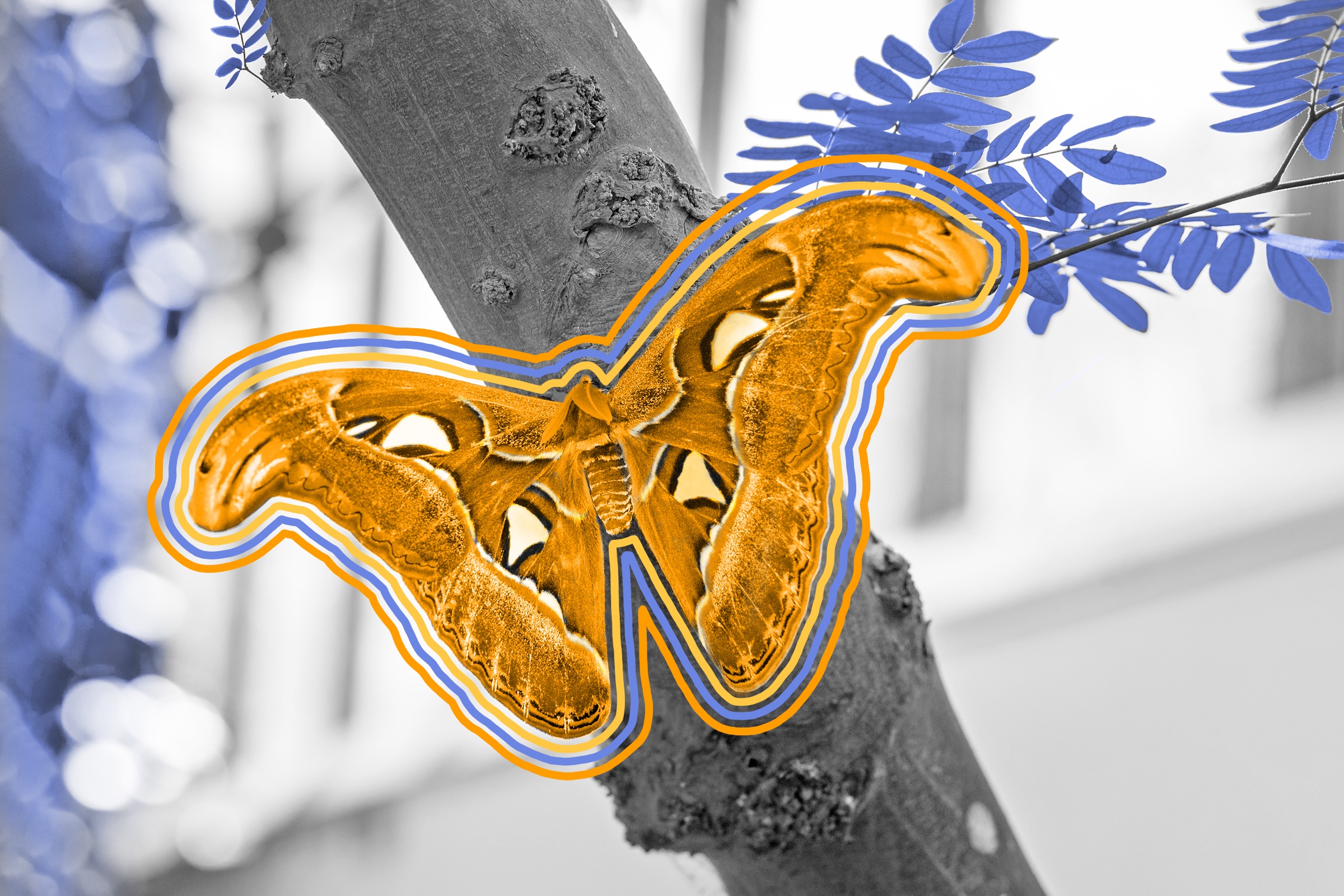 Atlas moths, the largest in the world, have wingspans close to 12 ...