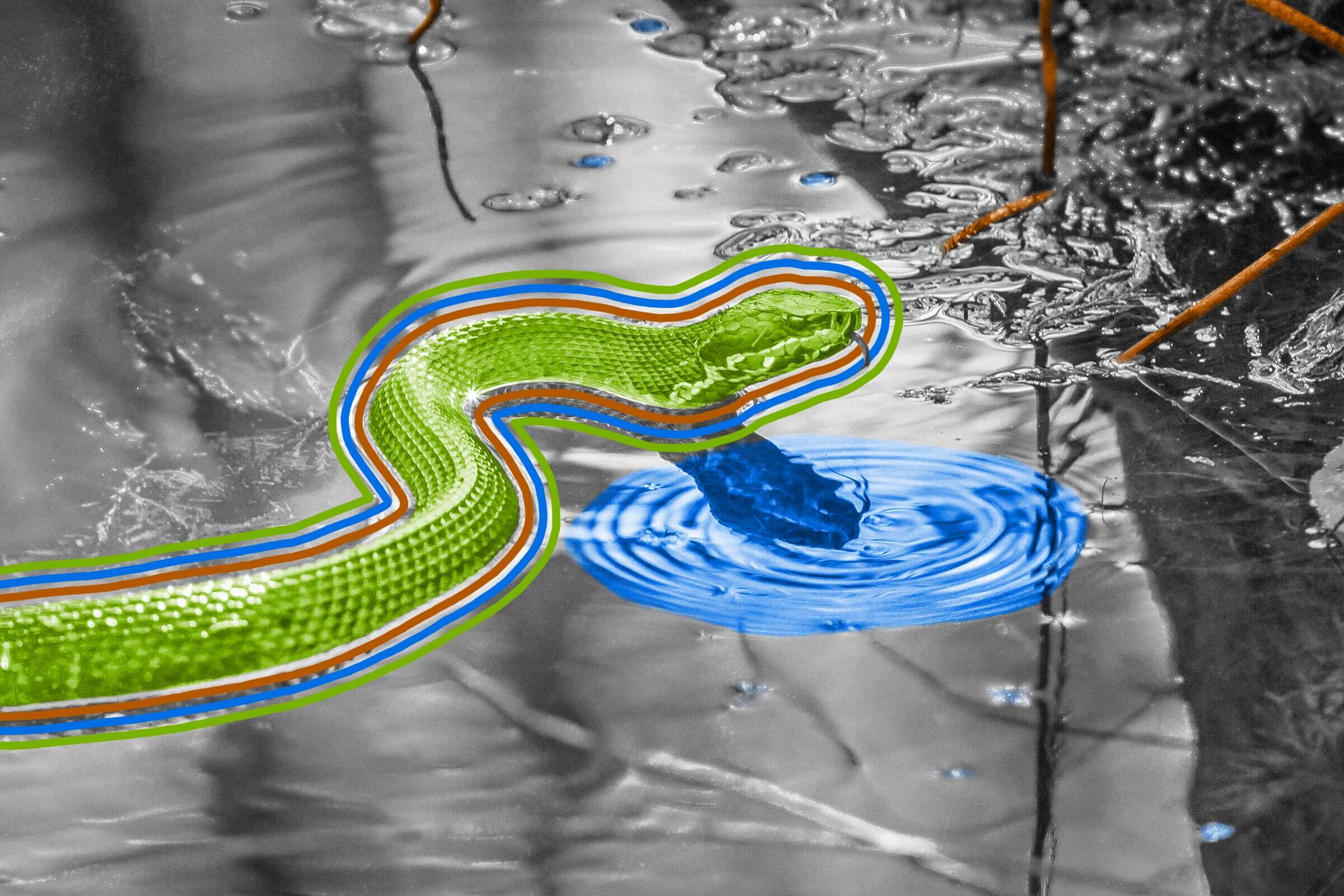 All snakes can swim. - Interesting Facts