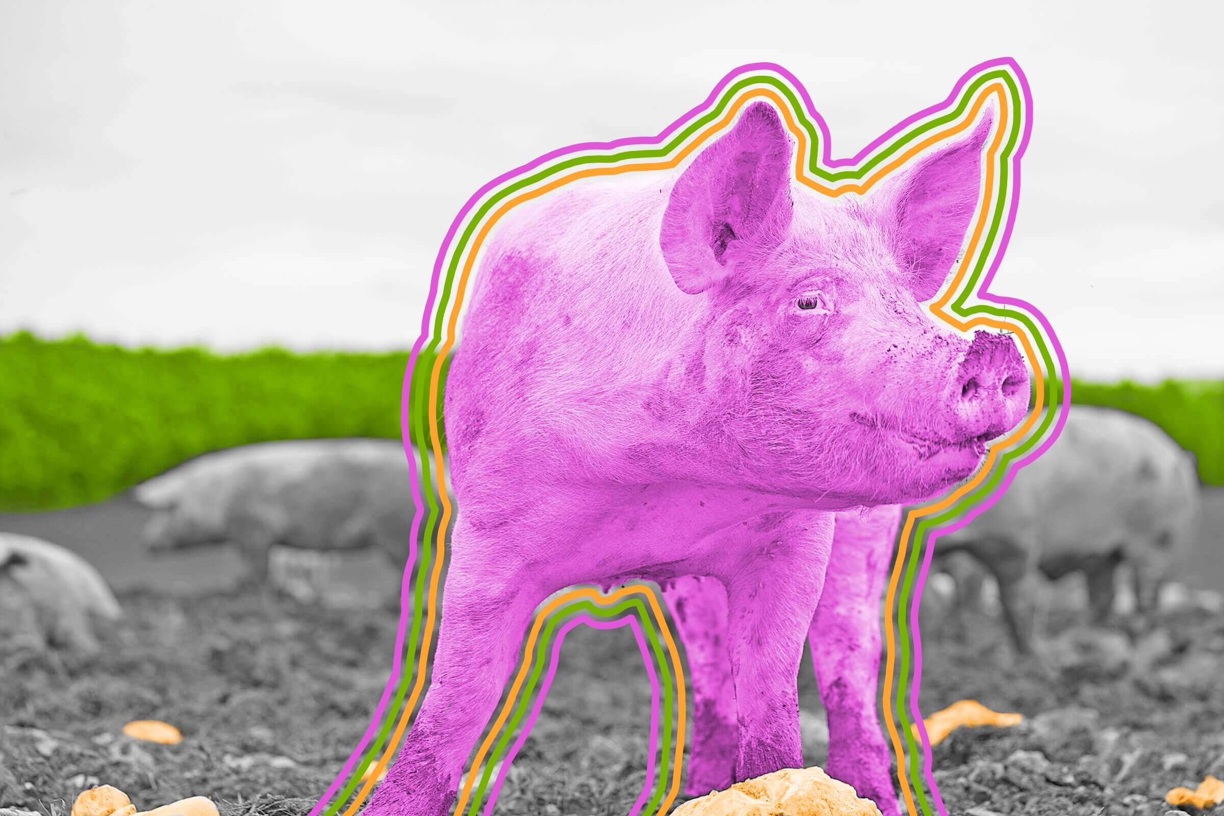 Pigs don't sweat. - Interesting Facts