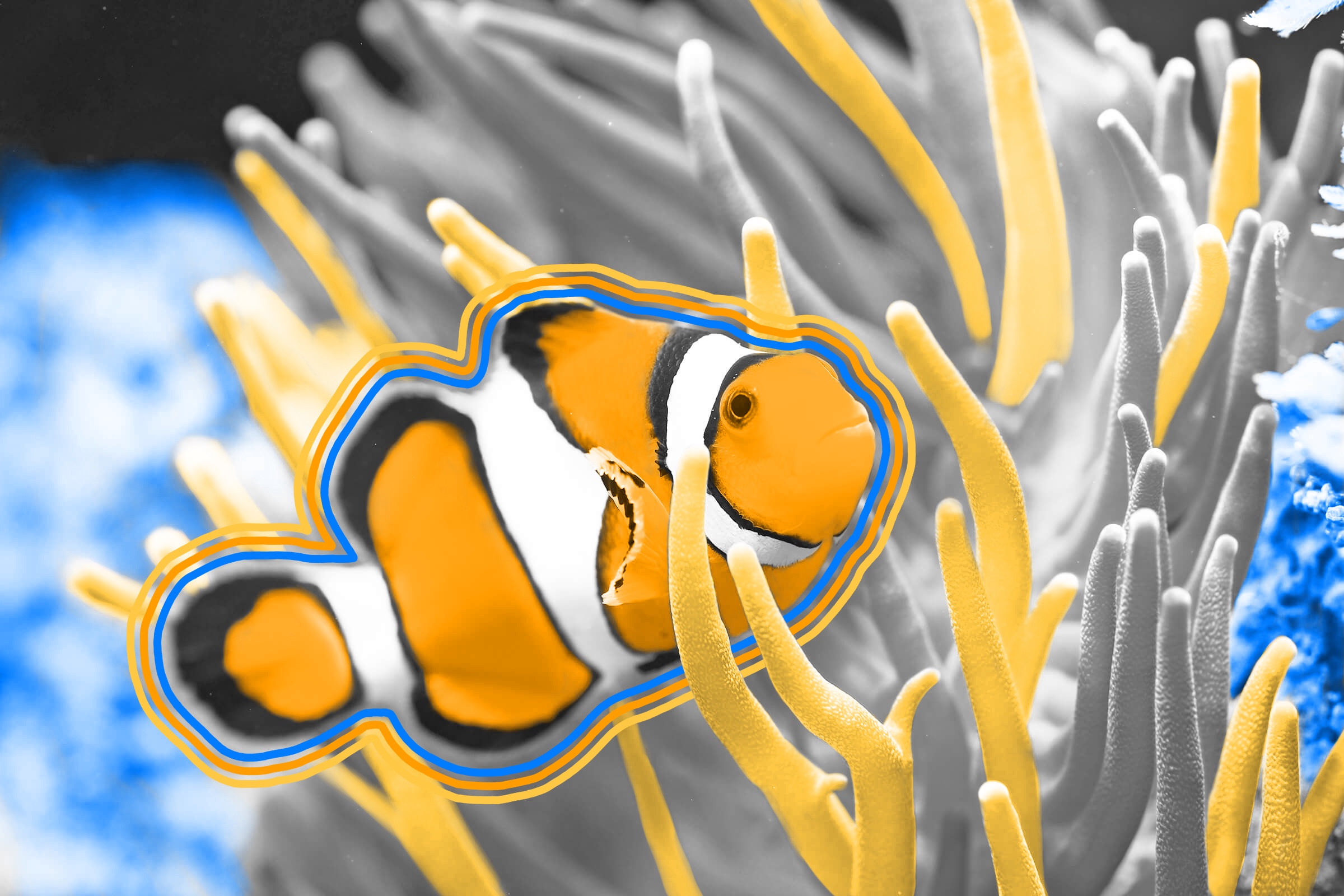 All clownfish are born male. - Interesting Facts