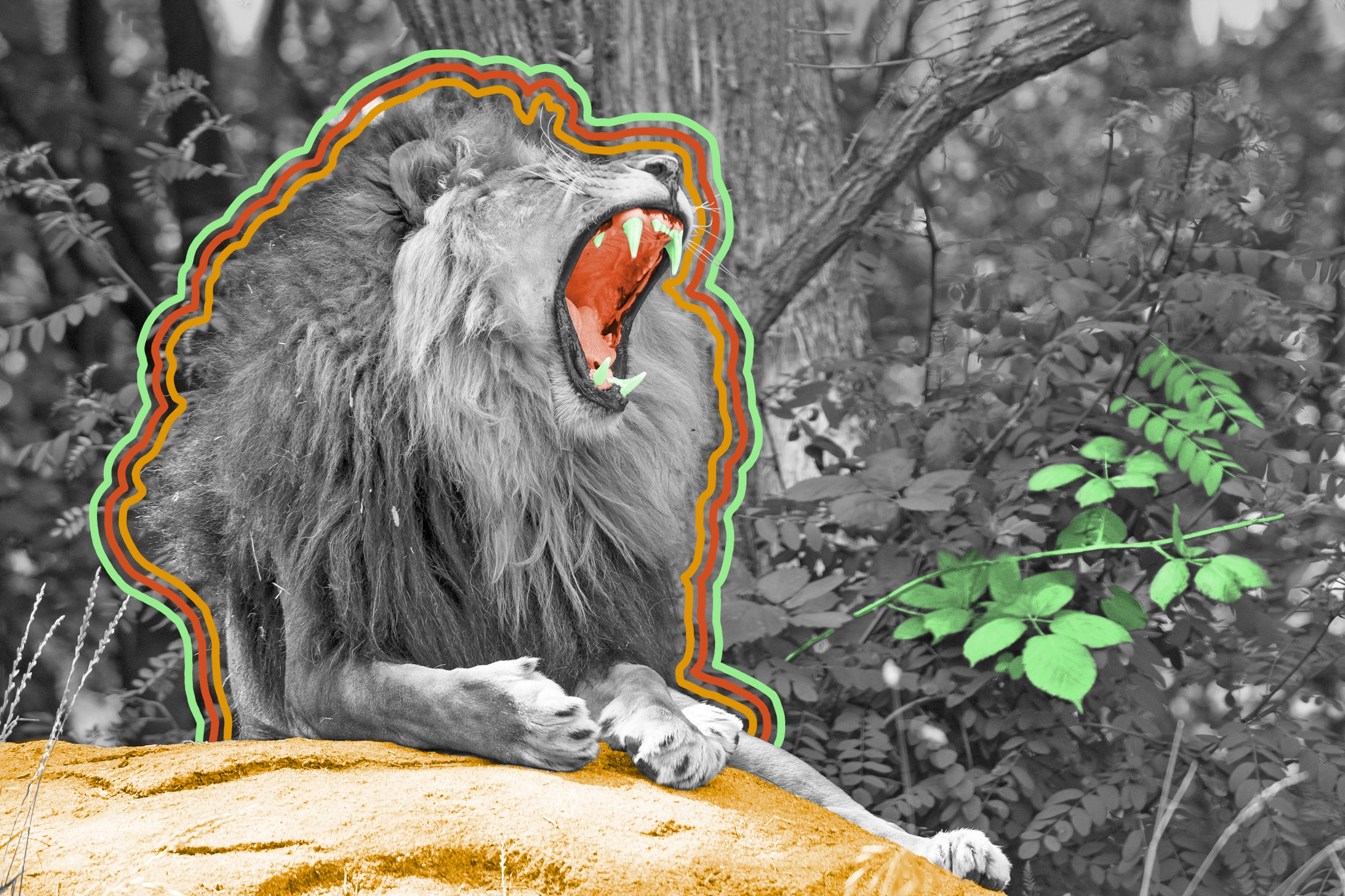 A lion’s roar can be heard from more than 5 miles away. - Interesting Facts