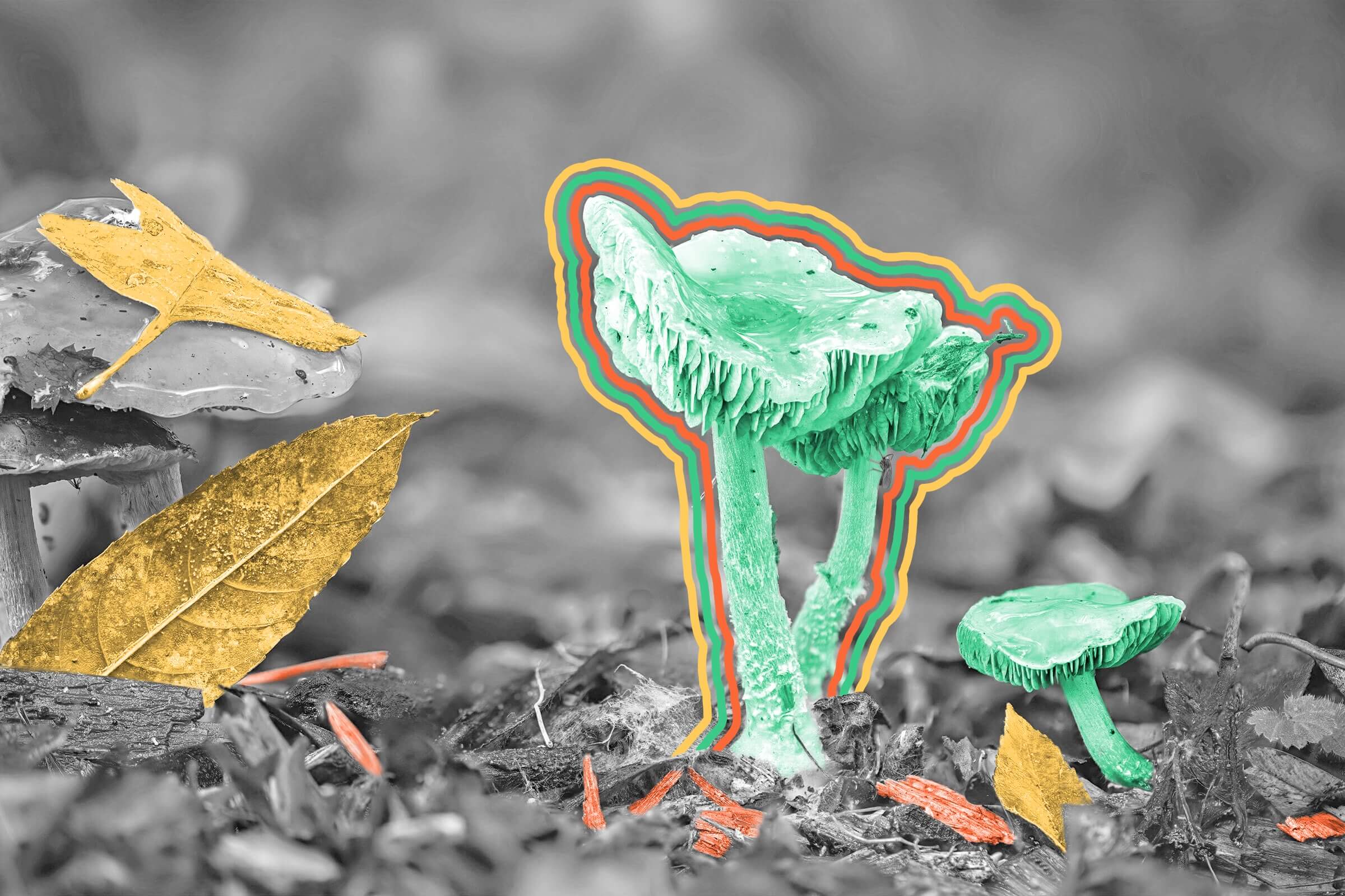 Fungi are genetically closer to humans than plants. - Interesting Facts