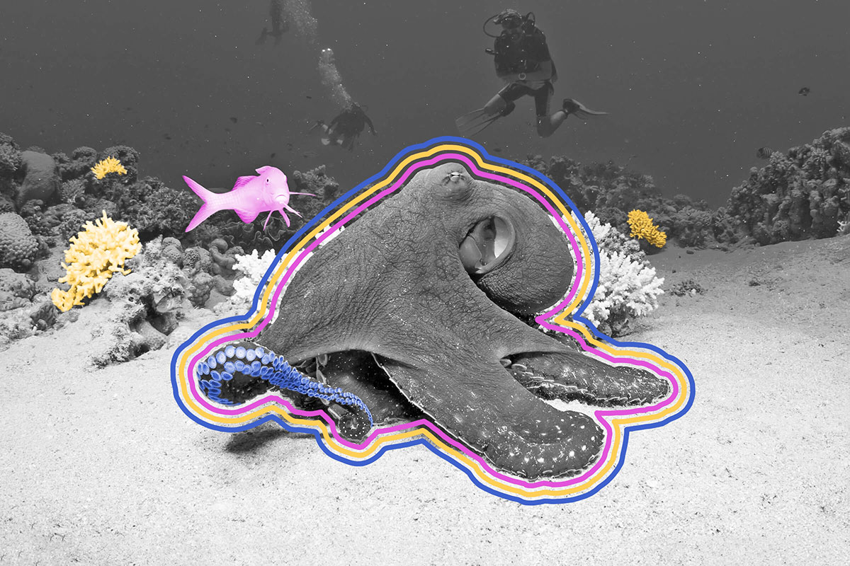 Octopuses don’t have tentacles; they have arms. - Interesting Facts