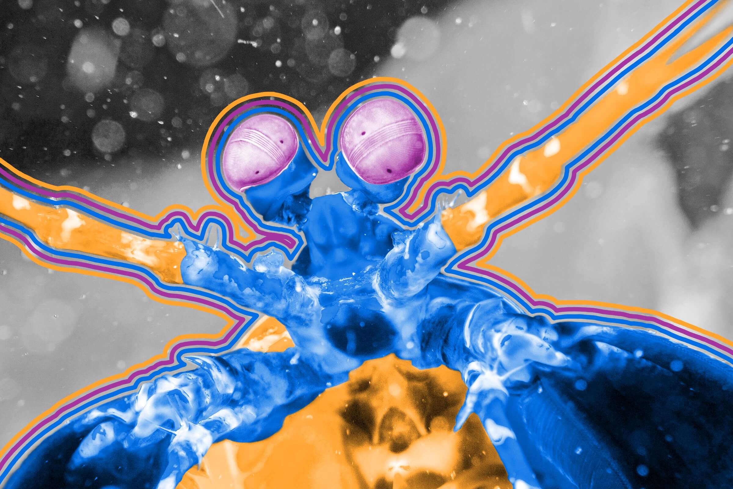 Mantis shrimp punch with as much force as a bullet. - Interesting Facts