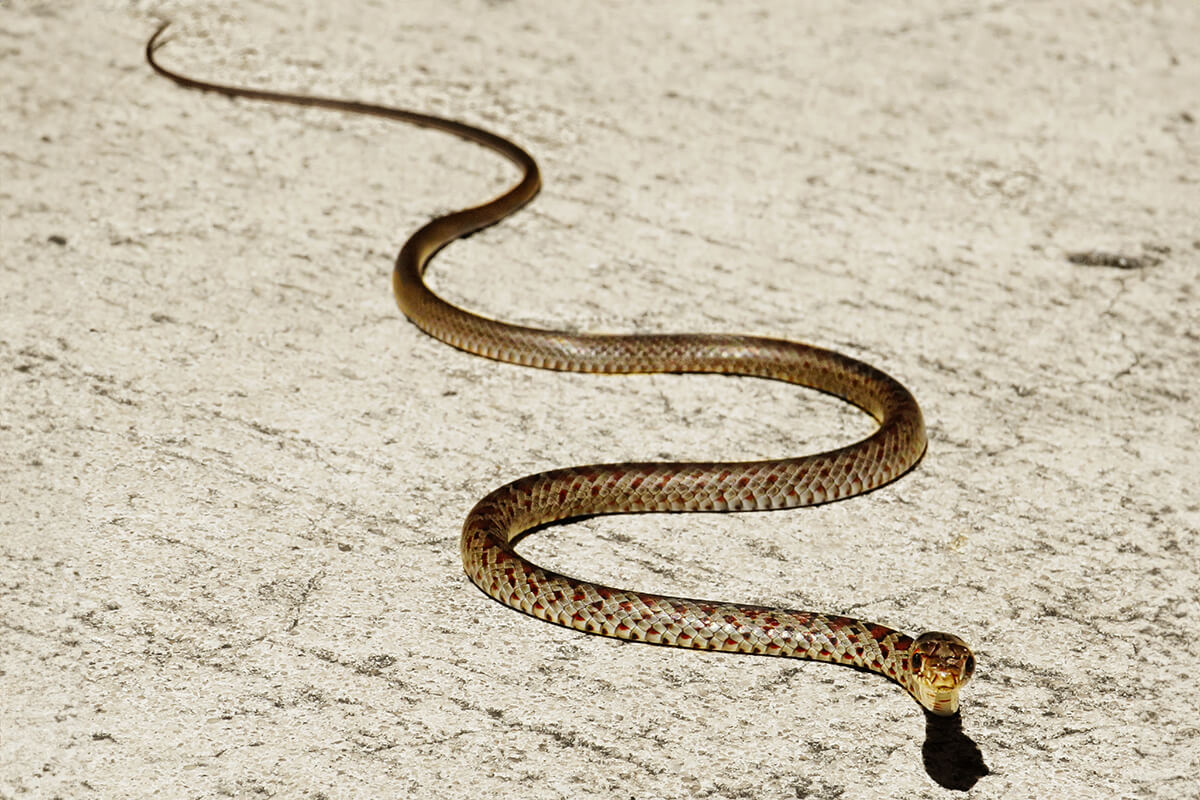 5 Slithery Facts About Snakes - Interesting Facts