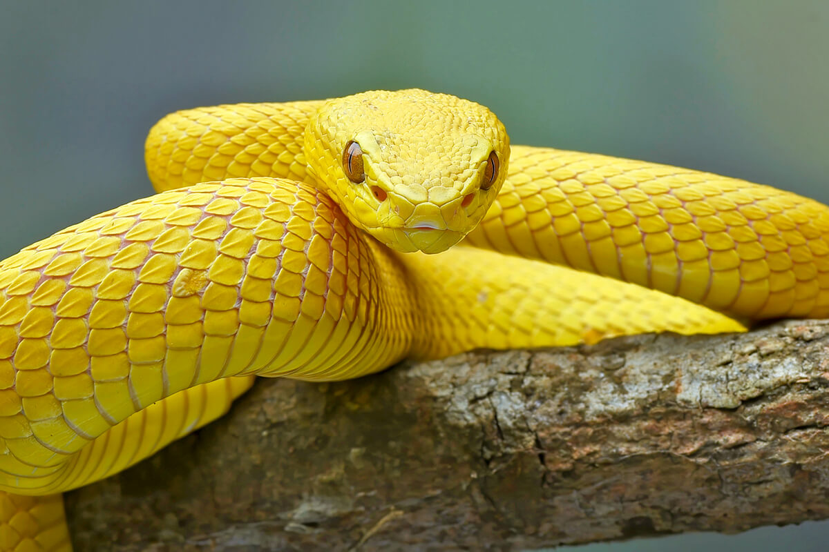 5 Slithery Facts About Snakes - Interesting Facts