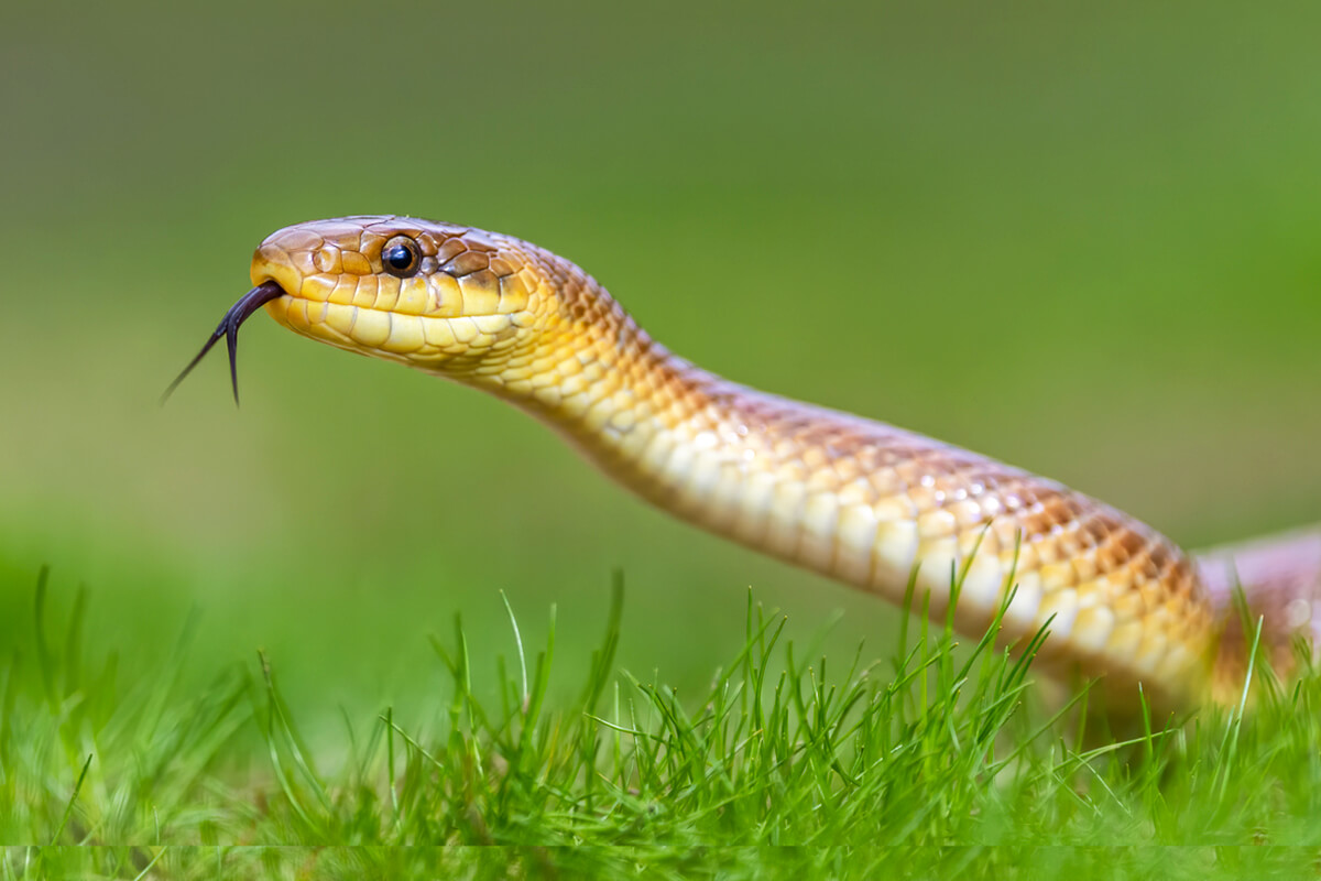 5 Slithery Facts About Snakes - Interesting Facts