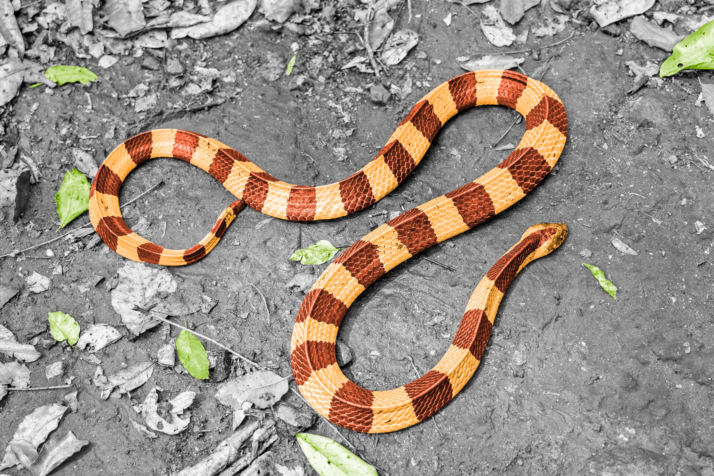 5 Slithery Facts About Snakes - Interesting Facts