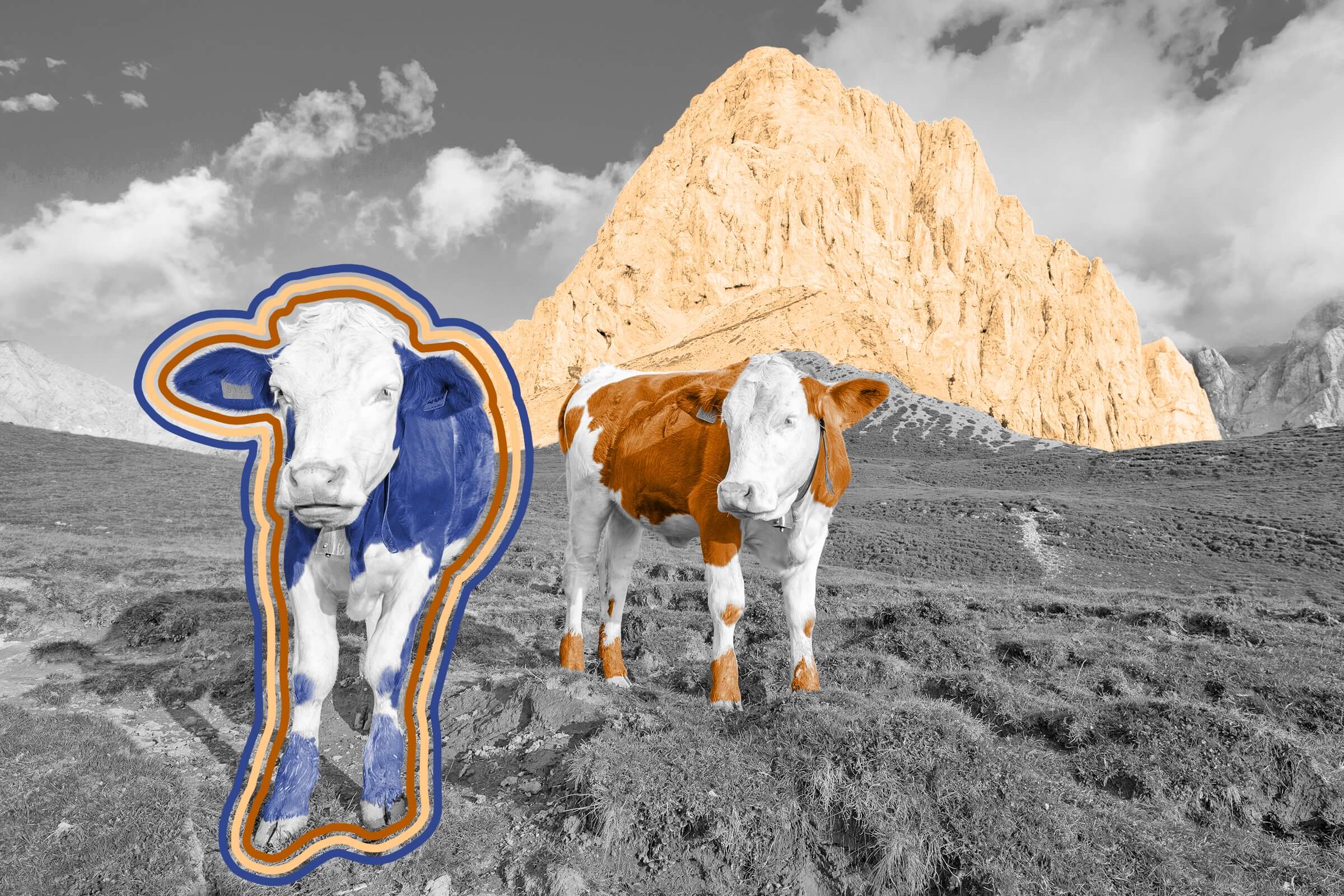 Cows have best friends. - Interesting Facts