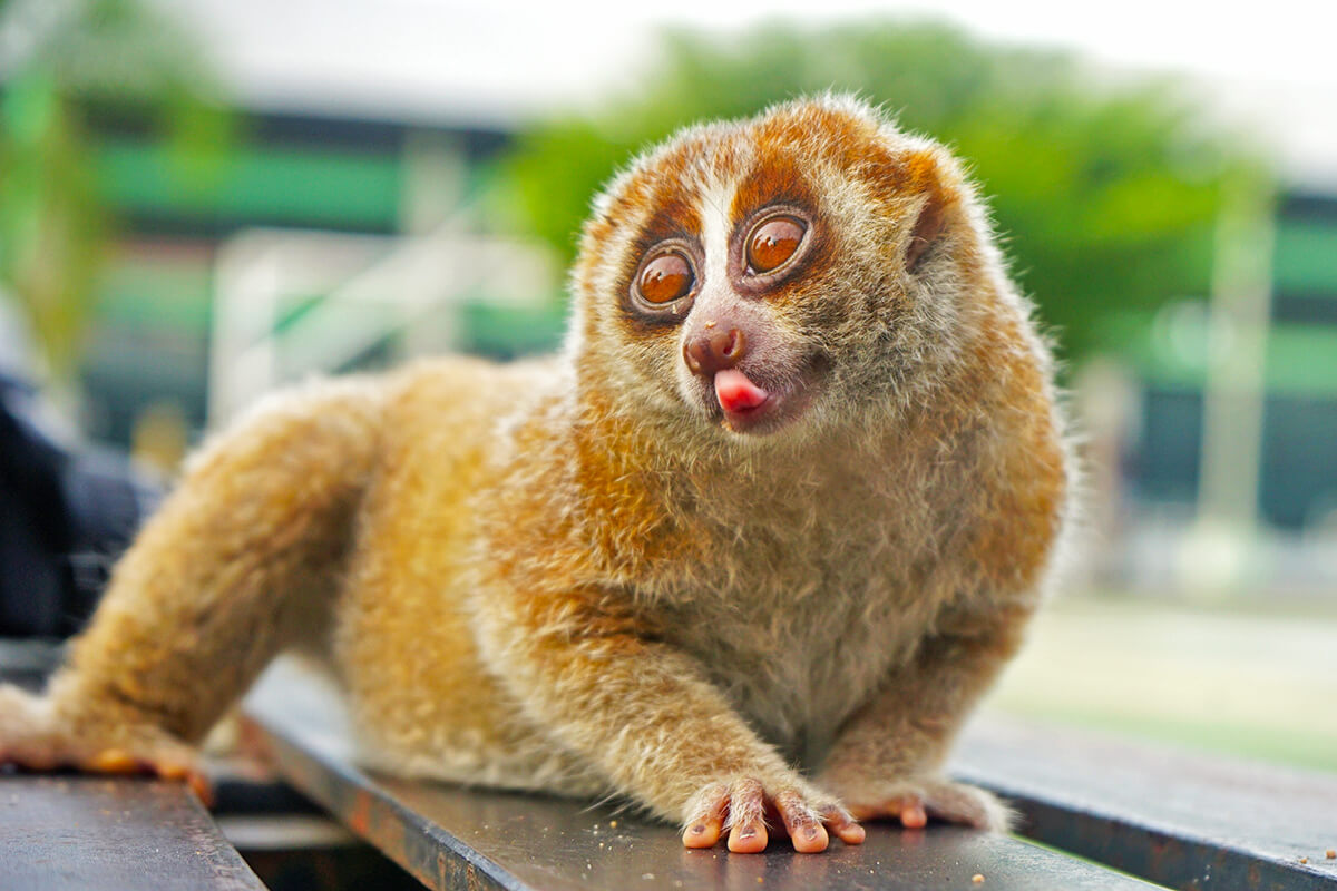 5 Adorable Animals That Are Secretly Vicious - Interesting Facts