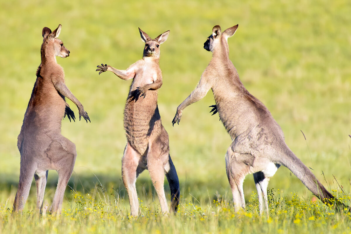 5 Adorable Animals That Are Secretly Vicious - Interesting Facts