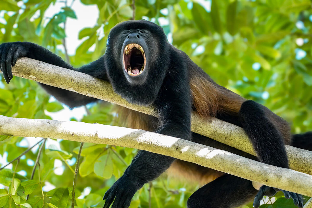 6 of the World’s Loudest Animals - Interesting Facts