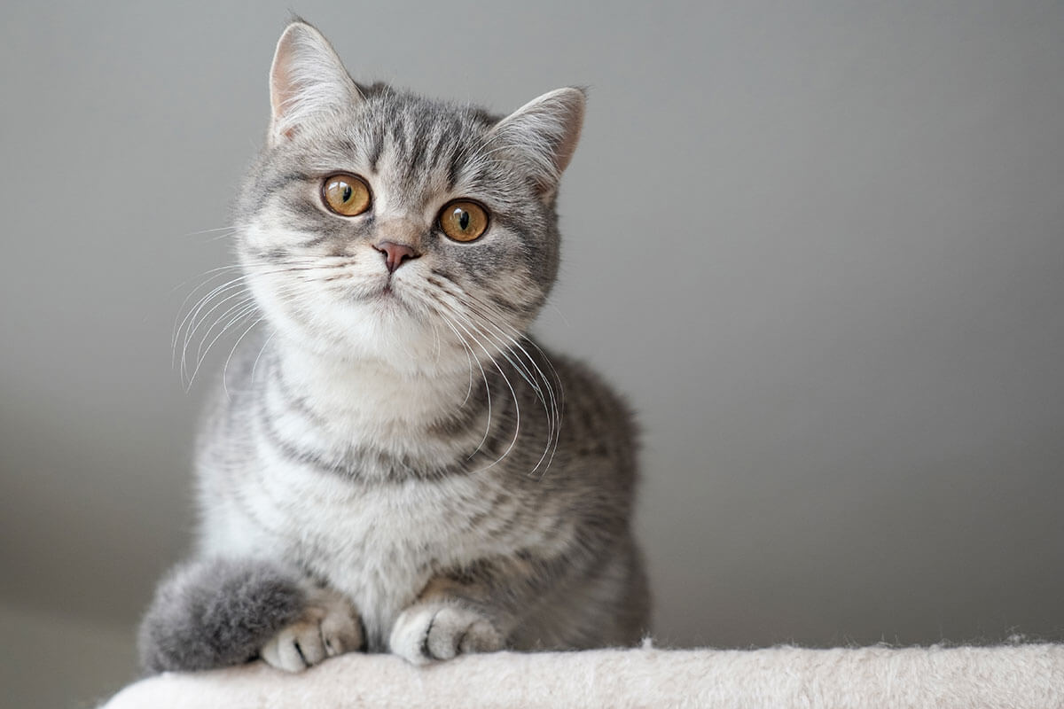 6 Endearing Facts About ‘Calvin and Hobbes’ - Interesting Facts