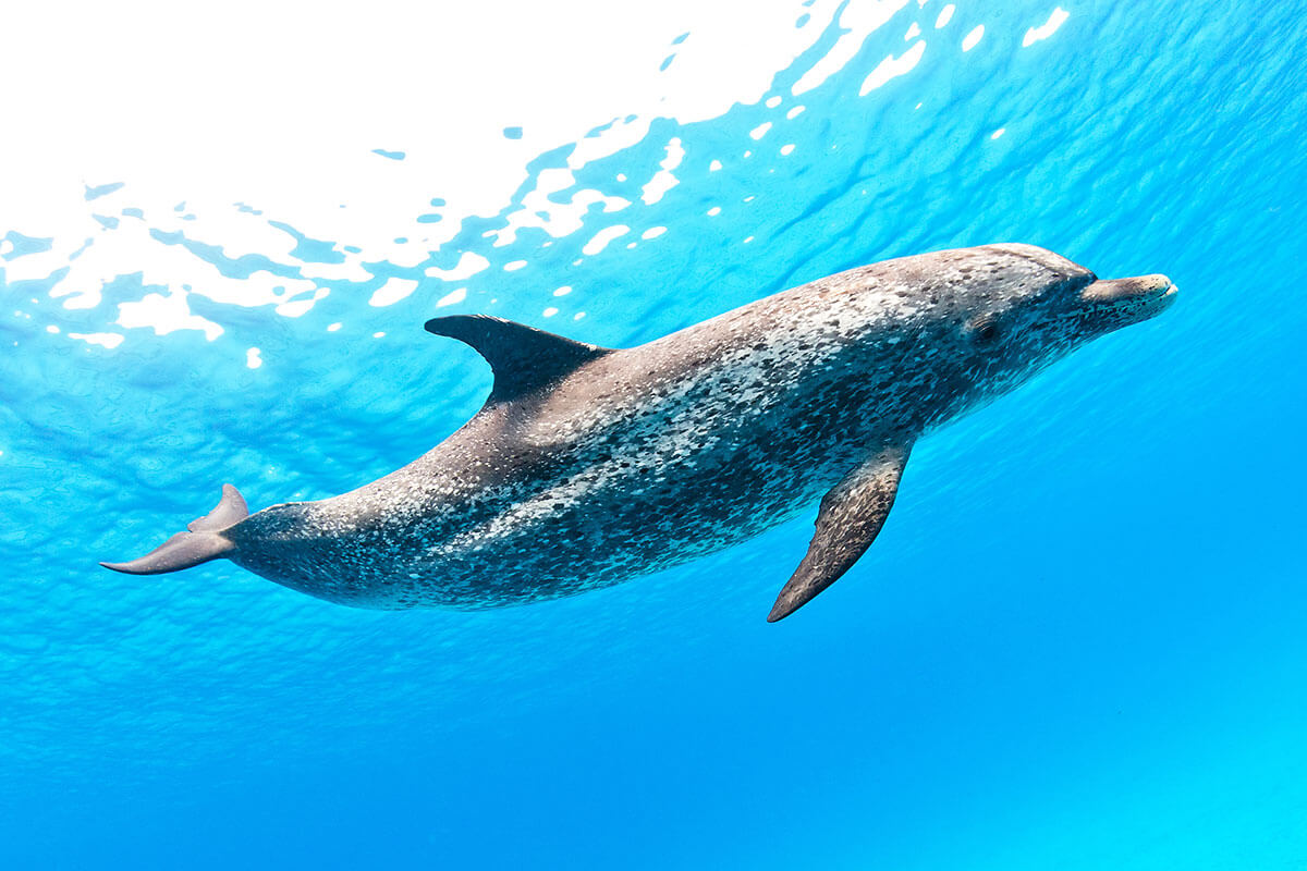 6 of the World’s Loudest Animals - Interesting Facts