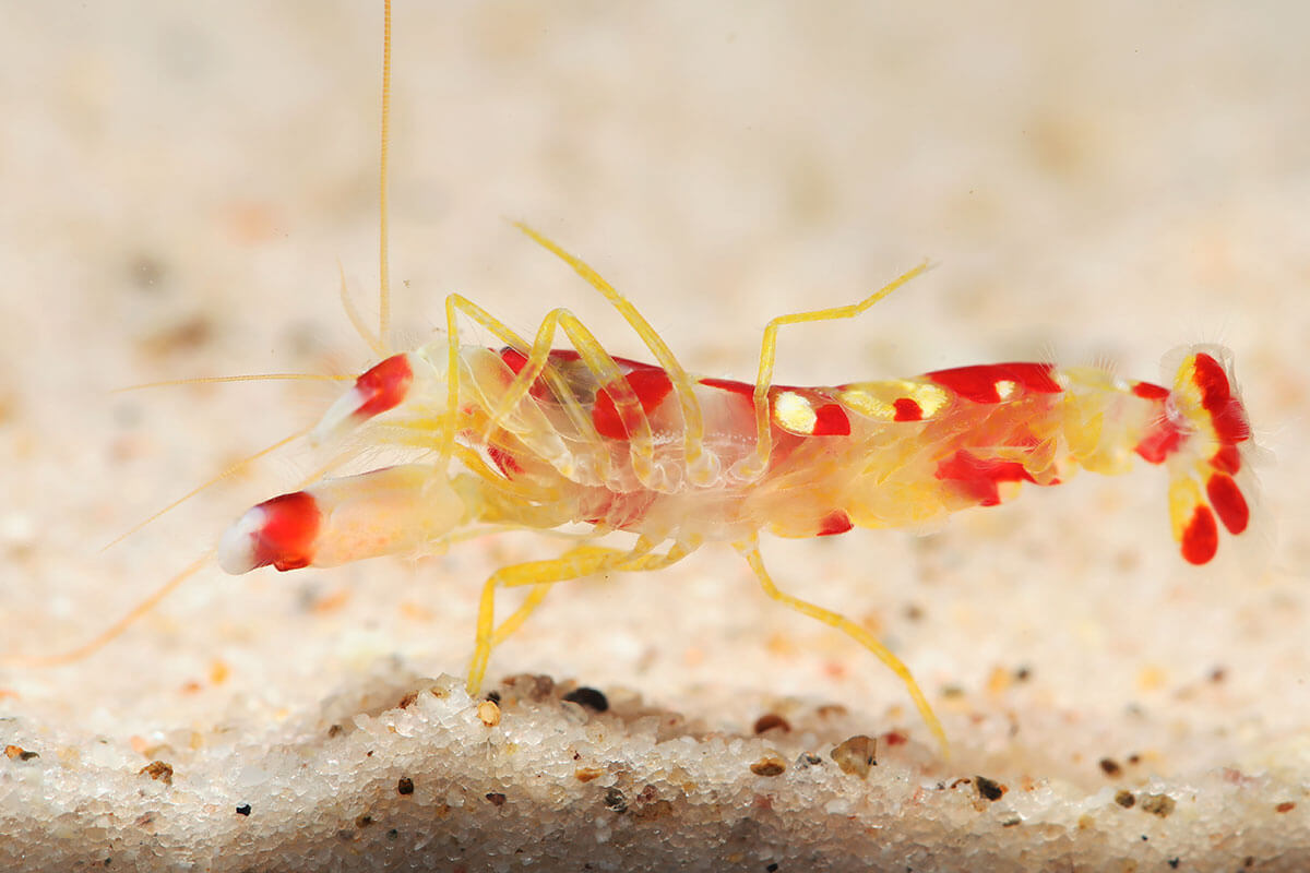 6 of the World’s Loudest Animals - Interesting Facts