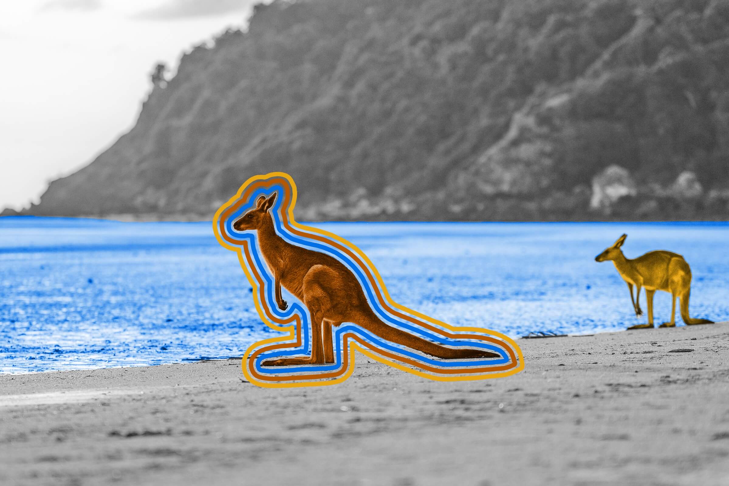 Kangaroos can’t walk backward. - Interesting Facts