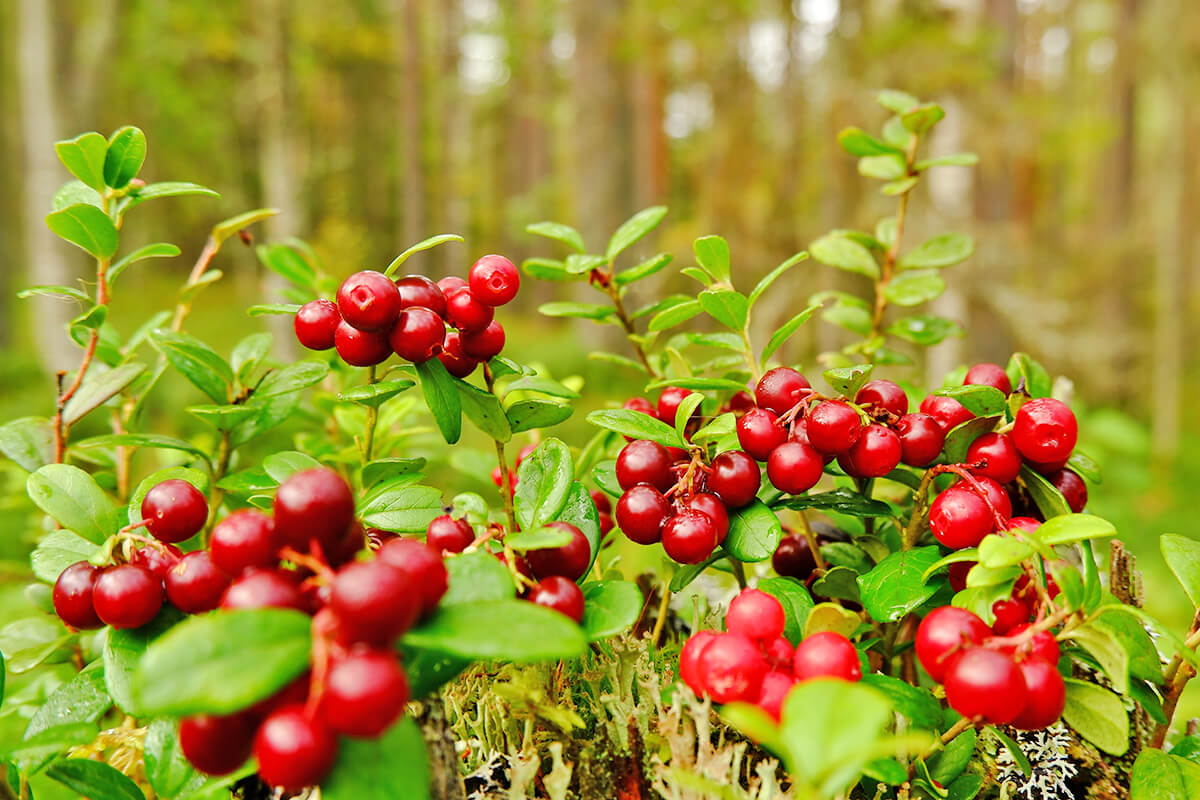 6 Berry Interesting Facts - Interesting Facts