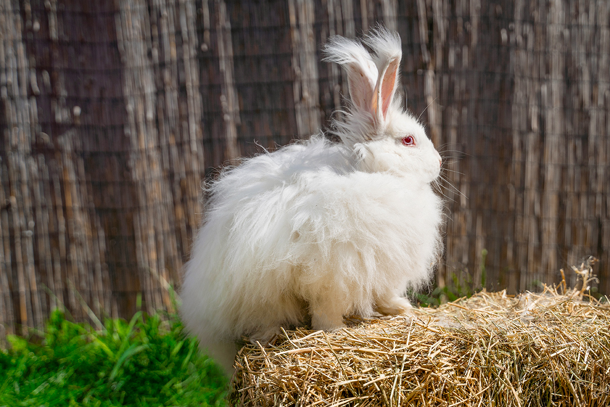 6 of the Softest Animals on Earth - Interesting Facts