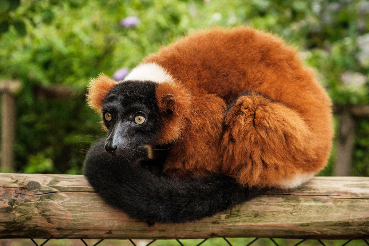 6 of the Softest Animals on Earth - Interesting Facts