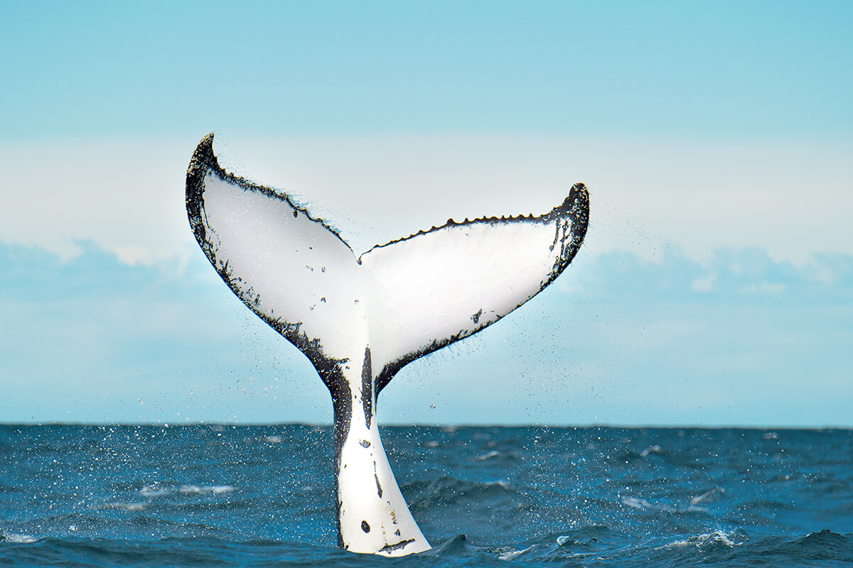 Fingerprints, Snowflakes, and Other Patterns That Are Always Unique ...