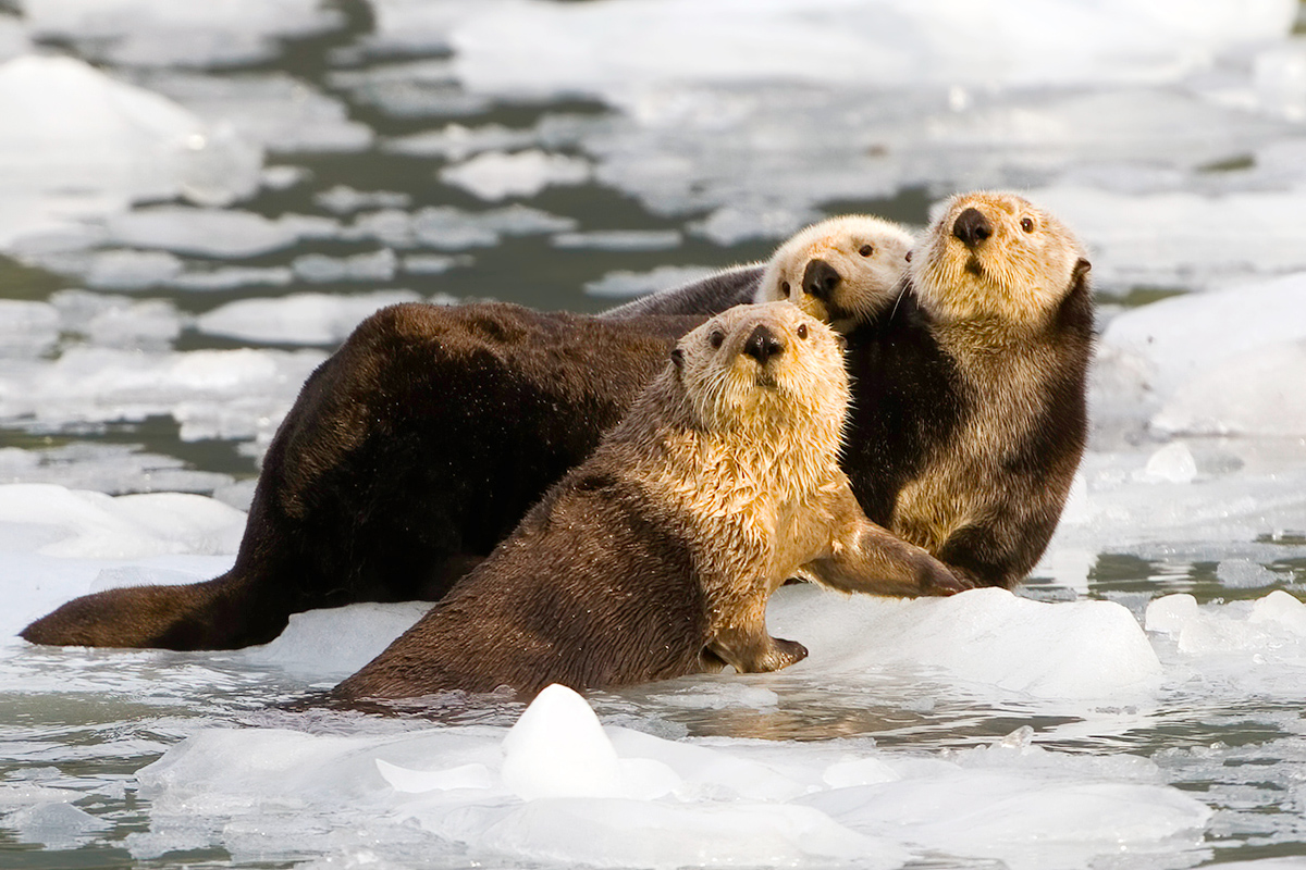 6 of the Softest Animals on Earth - Interesting Facts