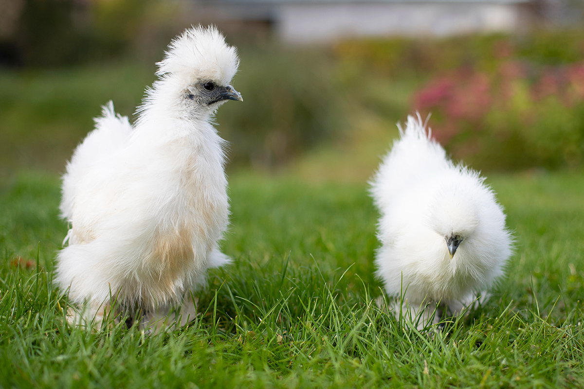 6 of the Softest Animals on Earth - Interesting Facts